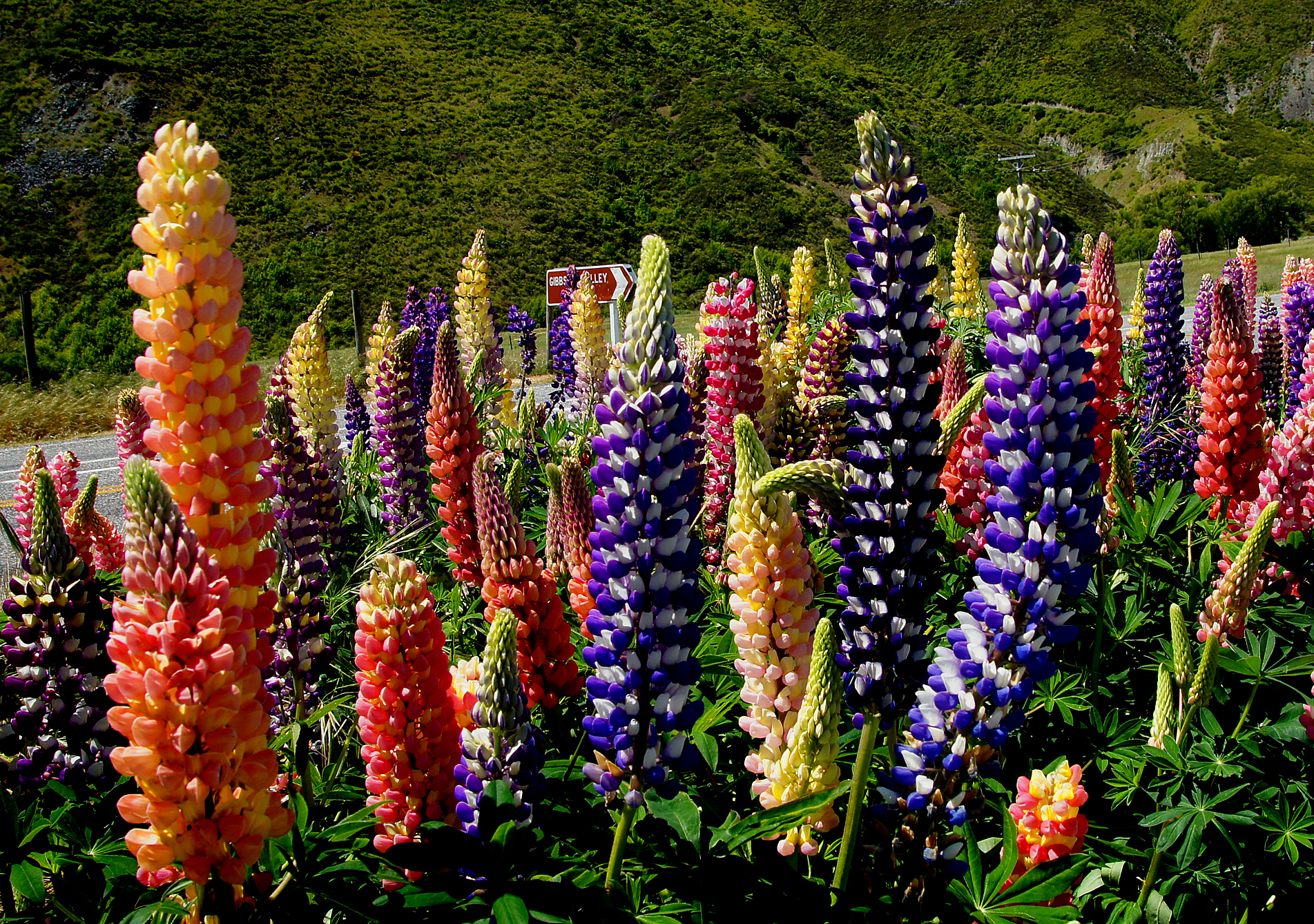 Russell Lupine Flower (100 Seeds) | Heirloom | Non-GMO | Sustainable ...