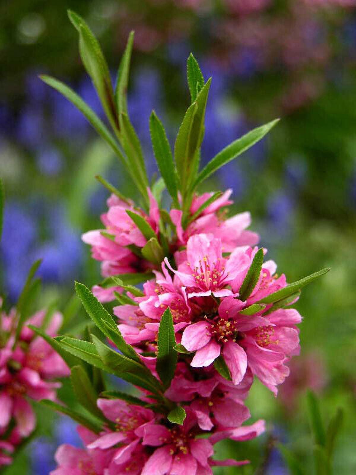 Russian Almond Shrub, Prunus tenella, Seeds (Fast, Hardy, Edible, Showy ...