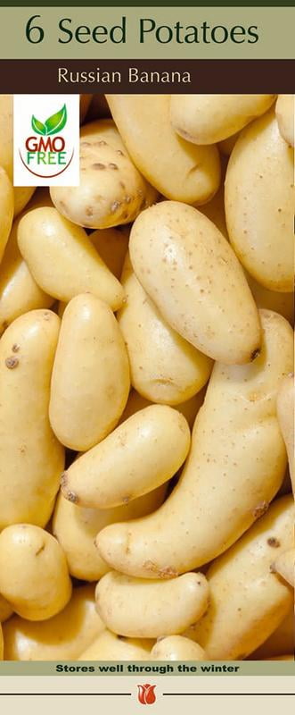 Russian Banana Fingerling Potato 6 Tubers - Heirloom - Walmart.com