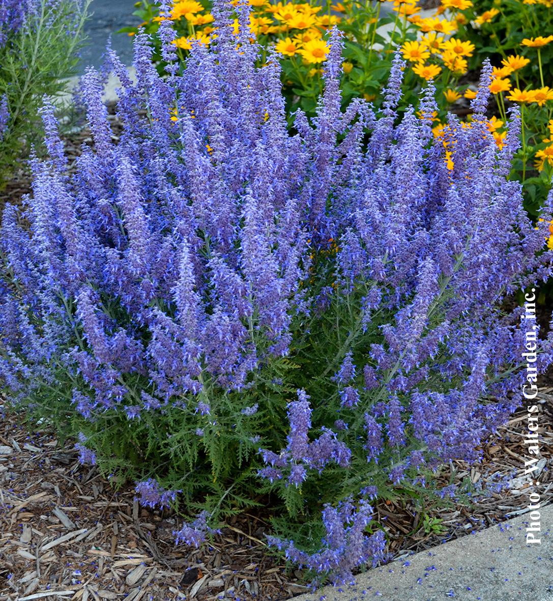 Perovskia atriplicifolia-Russian Sage-Drought Tolerant 1 Gallon ...