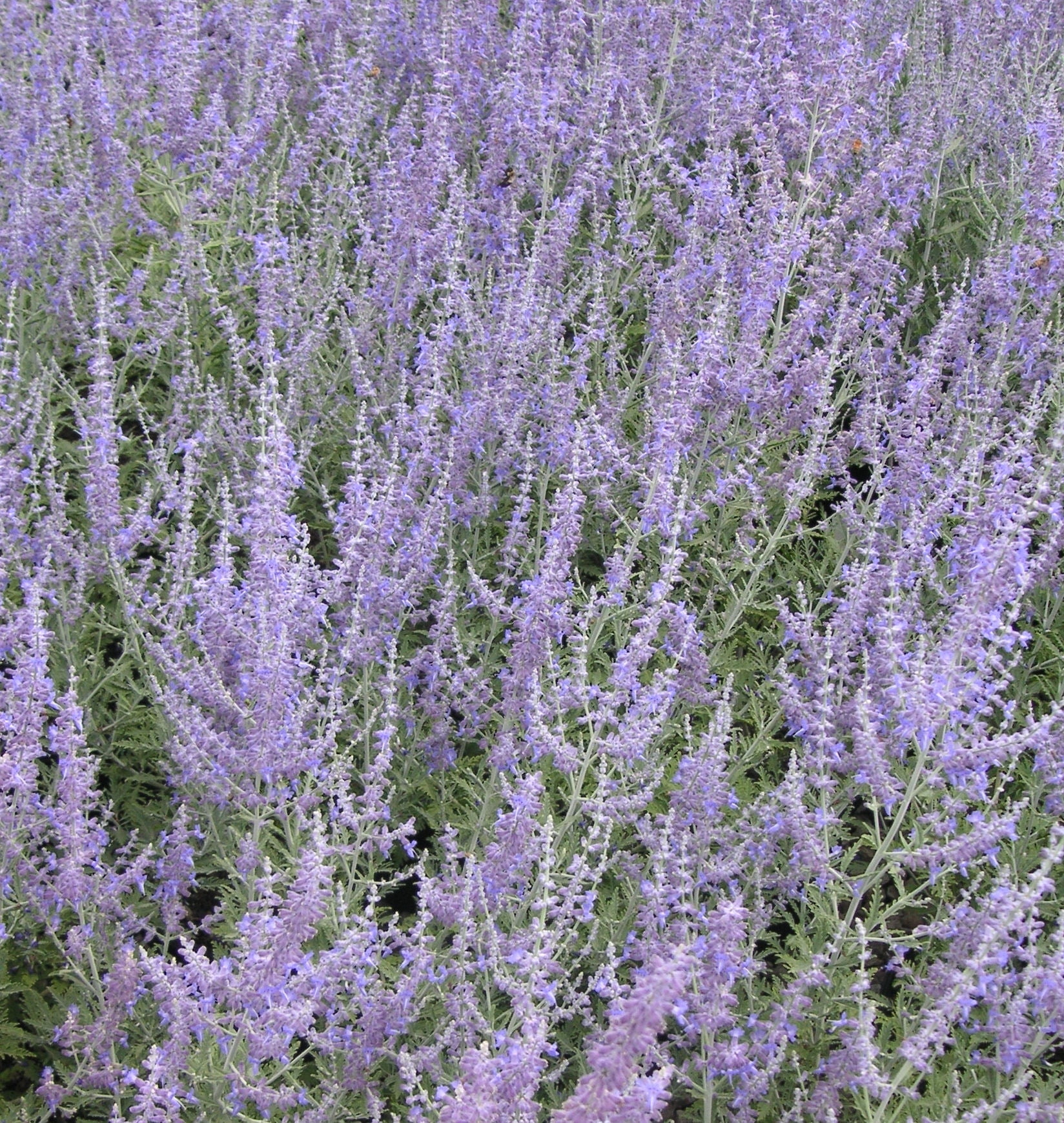 Russian Sage - Walmart.com