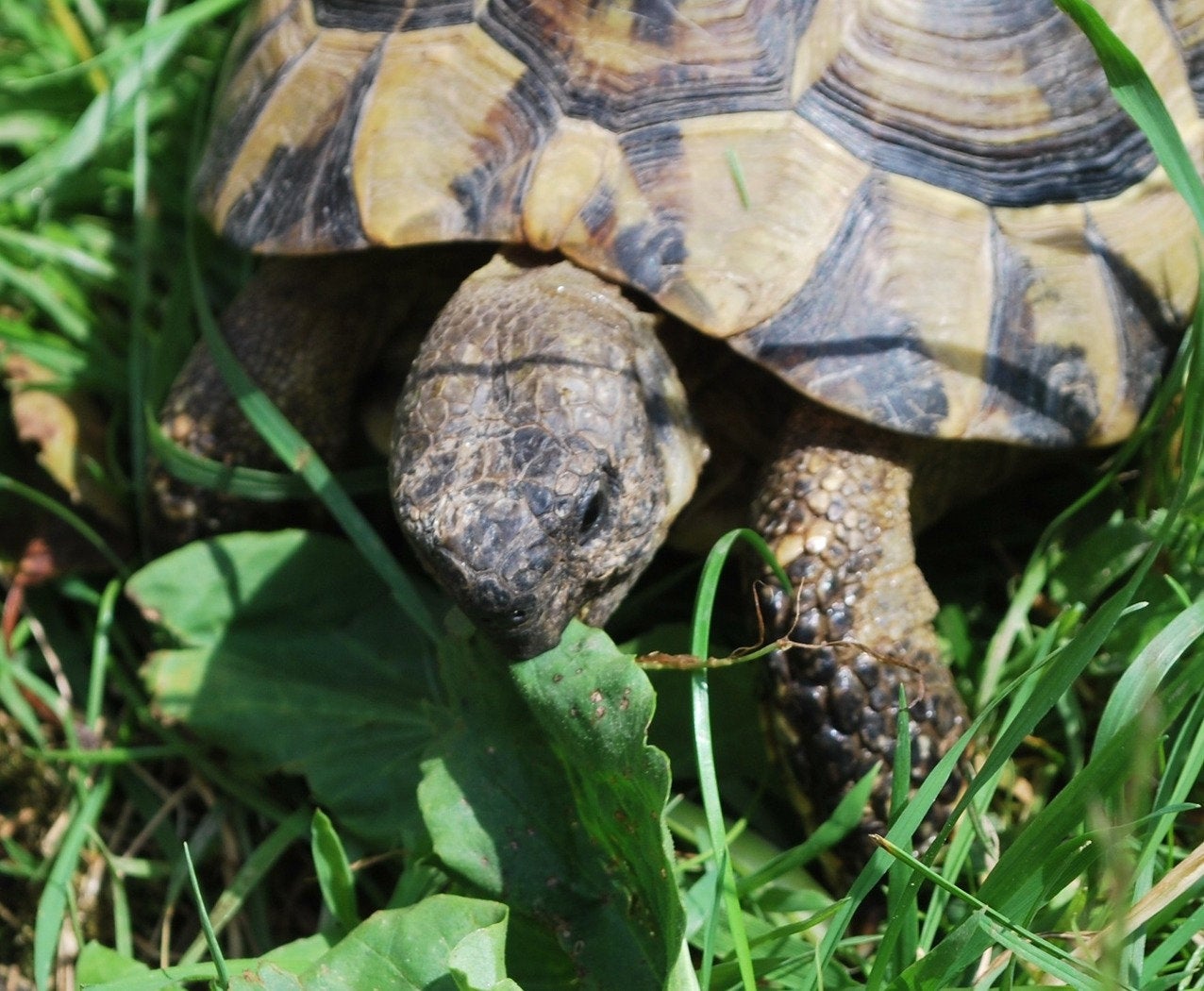 Russian Tortoise Forage Mix/Perennial/Full Sun/ 288K Seeds 1lb ...