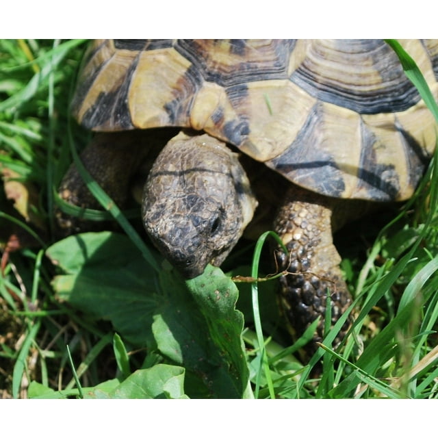 Russian Tortoise Forage Mix/Perennial/Full Sun/ 288K Seeds 1lb ...
