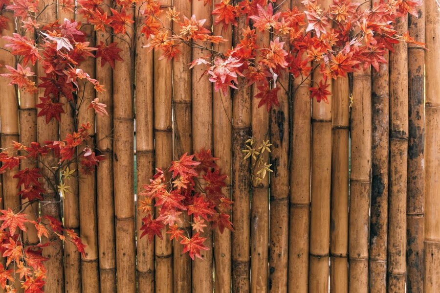 Rustic Bamboo Plank Fence Wood Texture Backdrop Autumn Maple Leaf ...