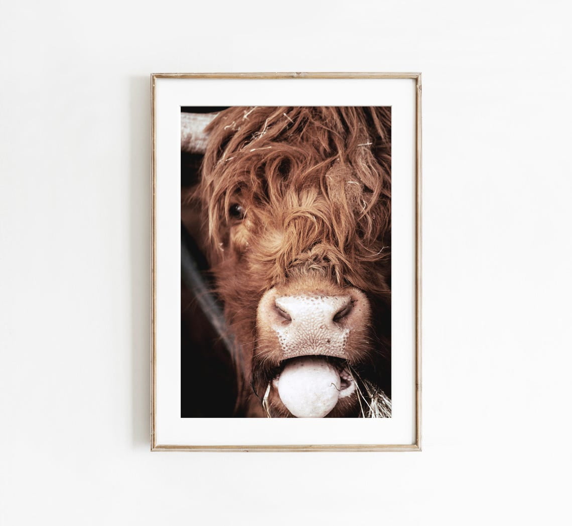 Rustic Highland Cow Print, Farm Animal Face Photography, Farmhouse ...