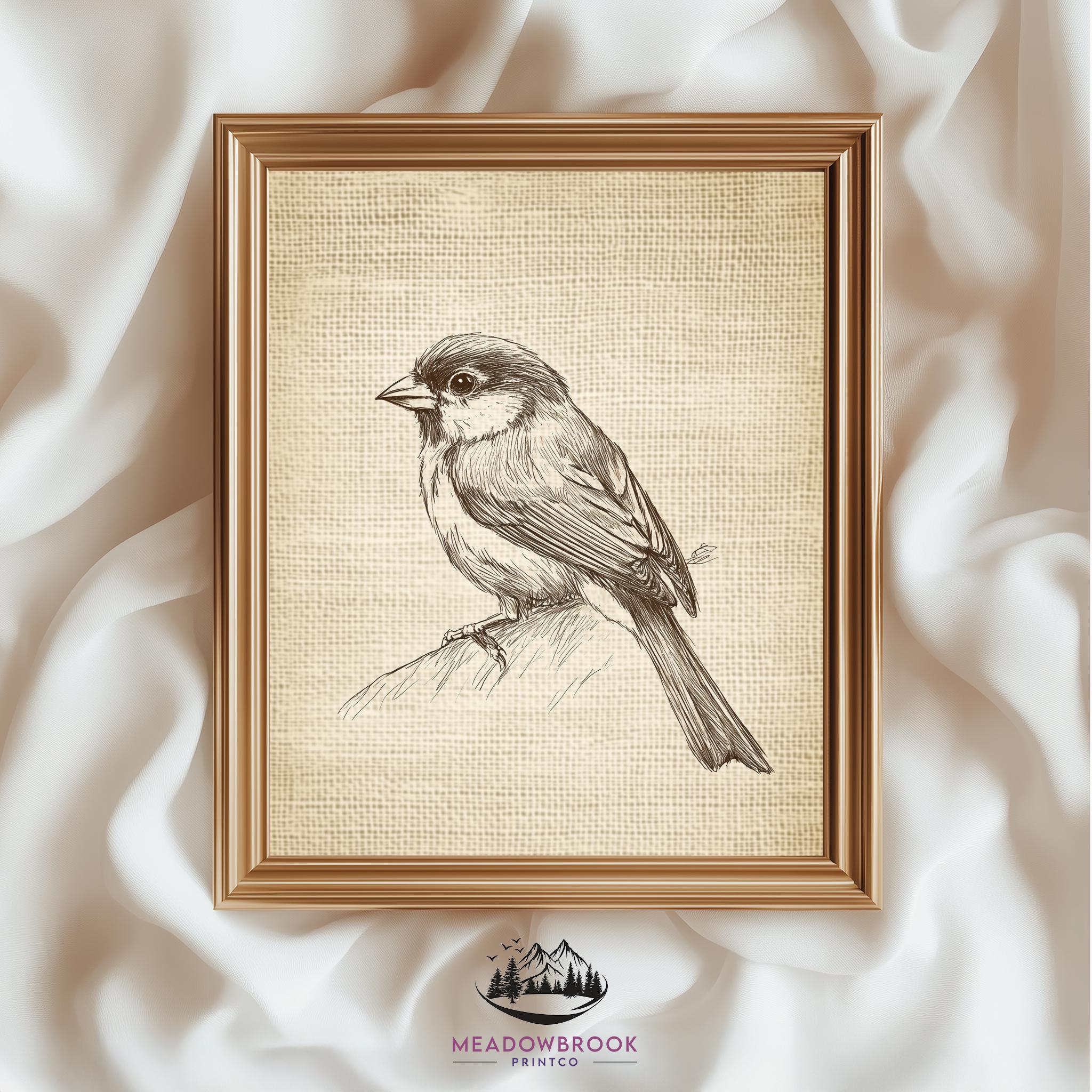 Rustic Sparrow Pencil Sketch - Neutral Bird Wall Art, Farmhouse Nature ...