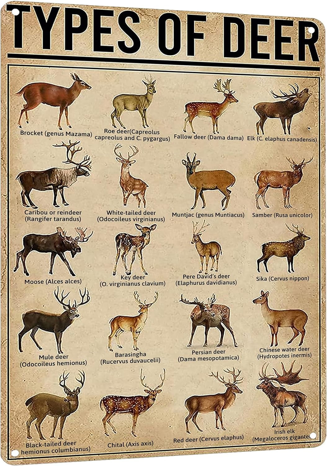 Rustic Types Of Deer Metal Sign, Vintage Farmhouse Wall Art Tin Sign ...