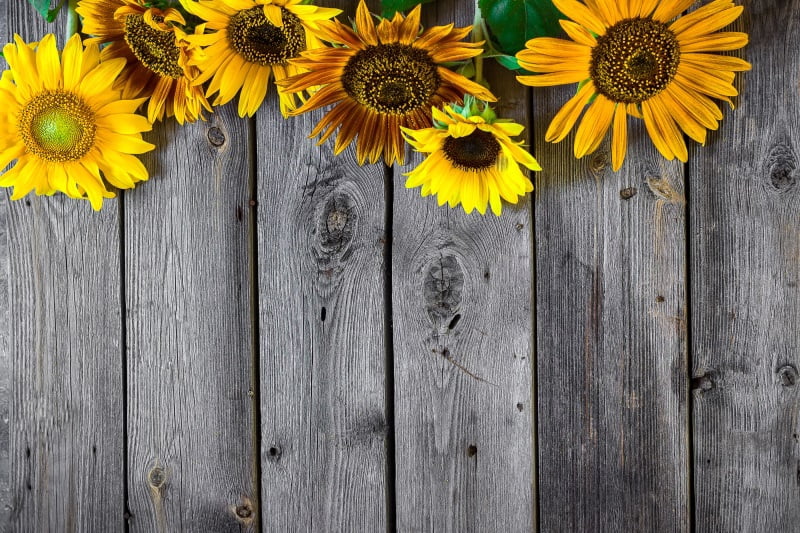 Rustic Wooden Backdrop Retro Grey Wood Wall Sunflower Baby Shower Kids ...