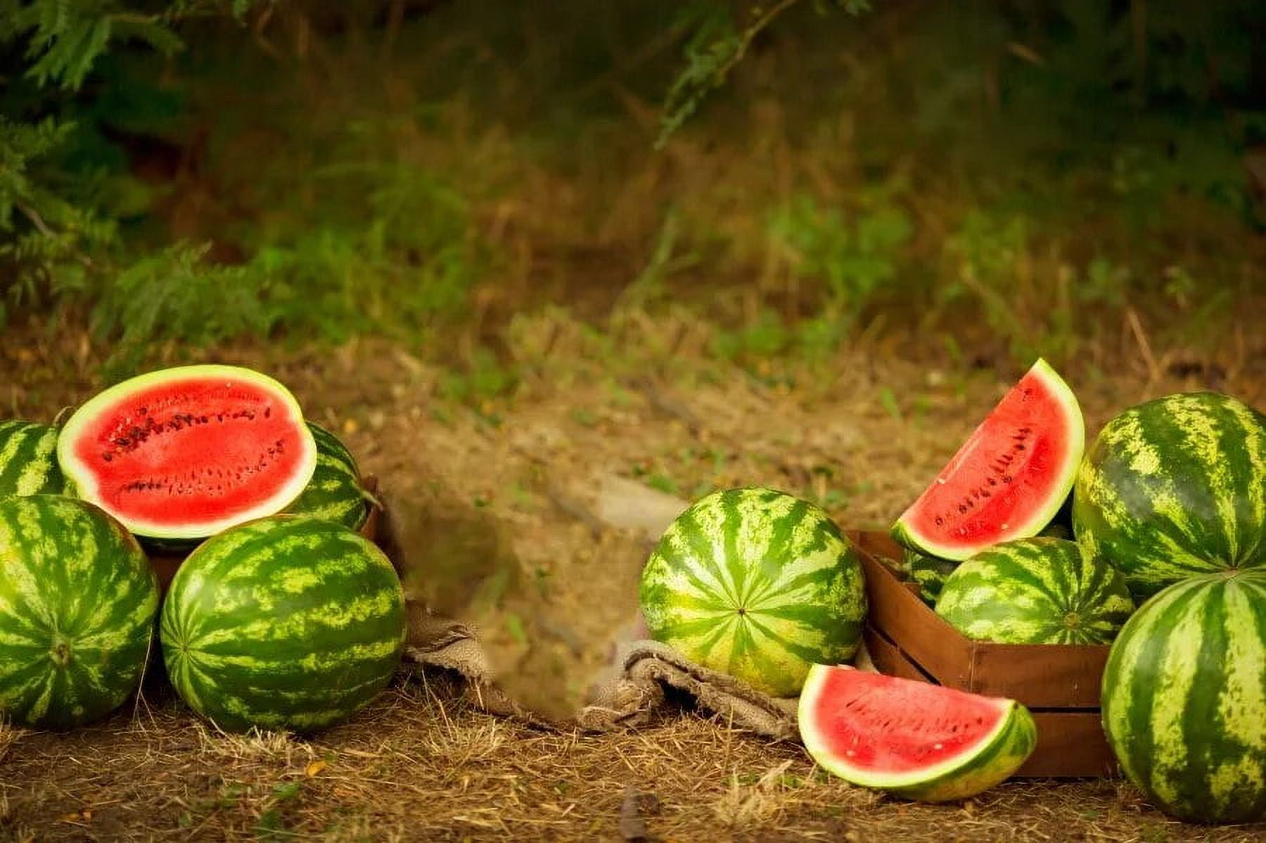 Rustic Wooden Farm Photography Backdrop Village Summer Watermelon Party ...