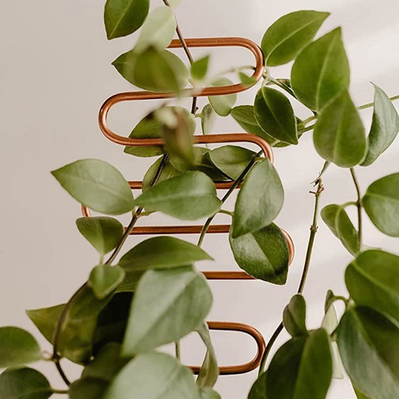 Rustproof Plant Trellis - Multifunctional Metal Vine Growth Climbing ...