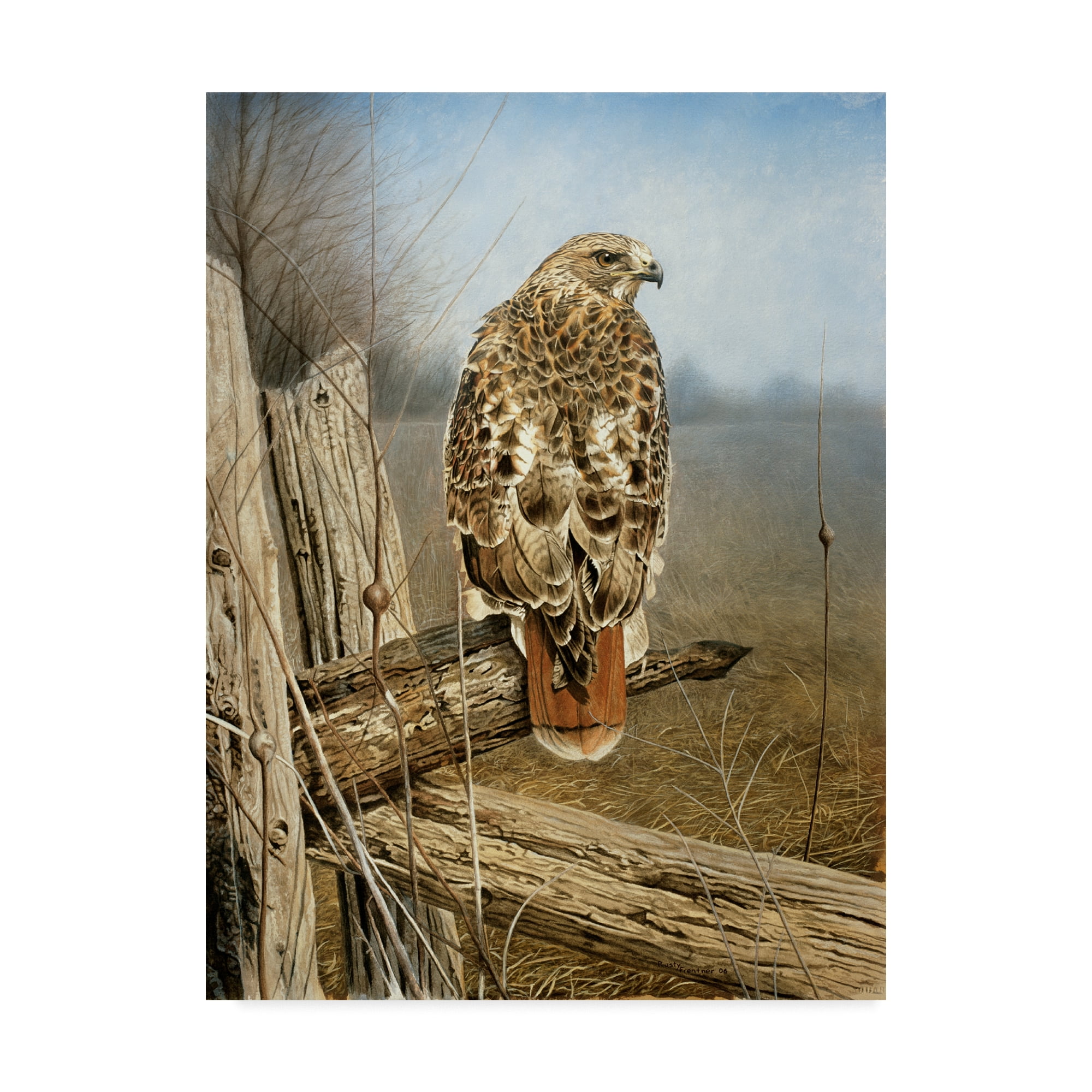 Rusty Frentner 'Red Tailed Hawk' Canvas Art - Walmart.com
