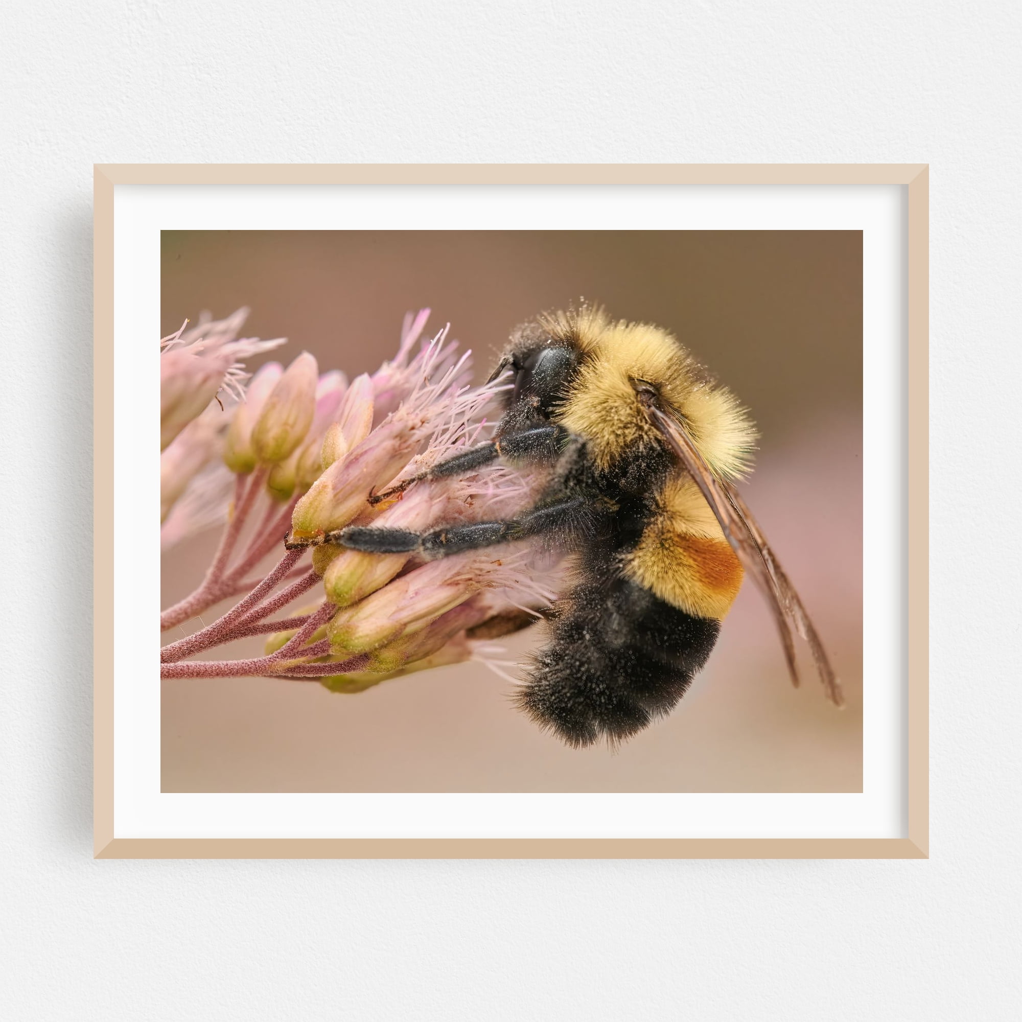 Rusty Patched Bumblebee - Photography Insect Wildlife Nature Floral ...