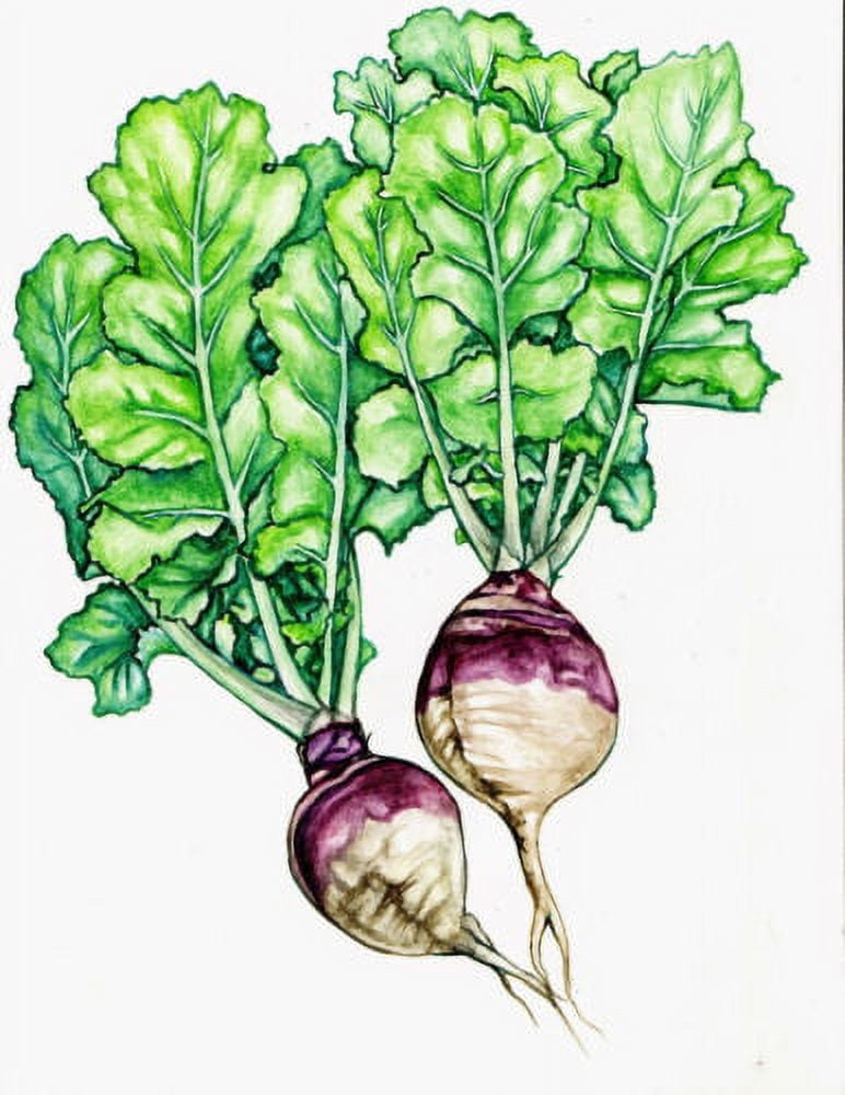 Rutabaga American Purple Top Great Heirloom Vegetable 4,000 Seeds ...