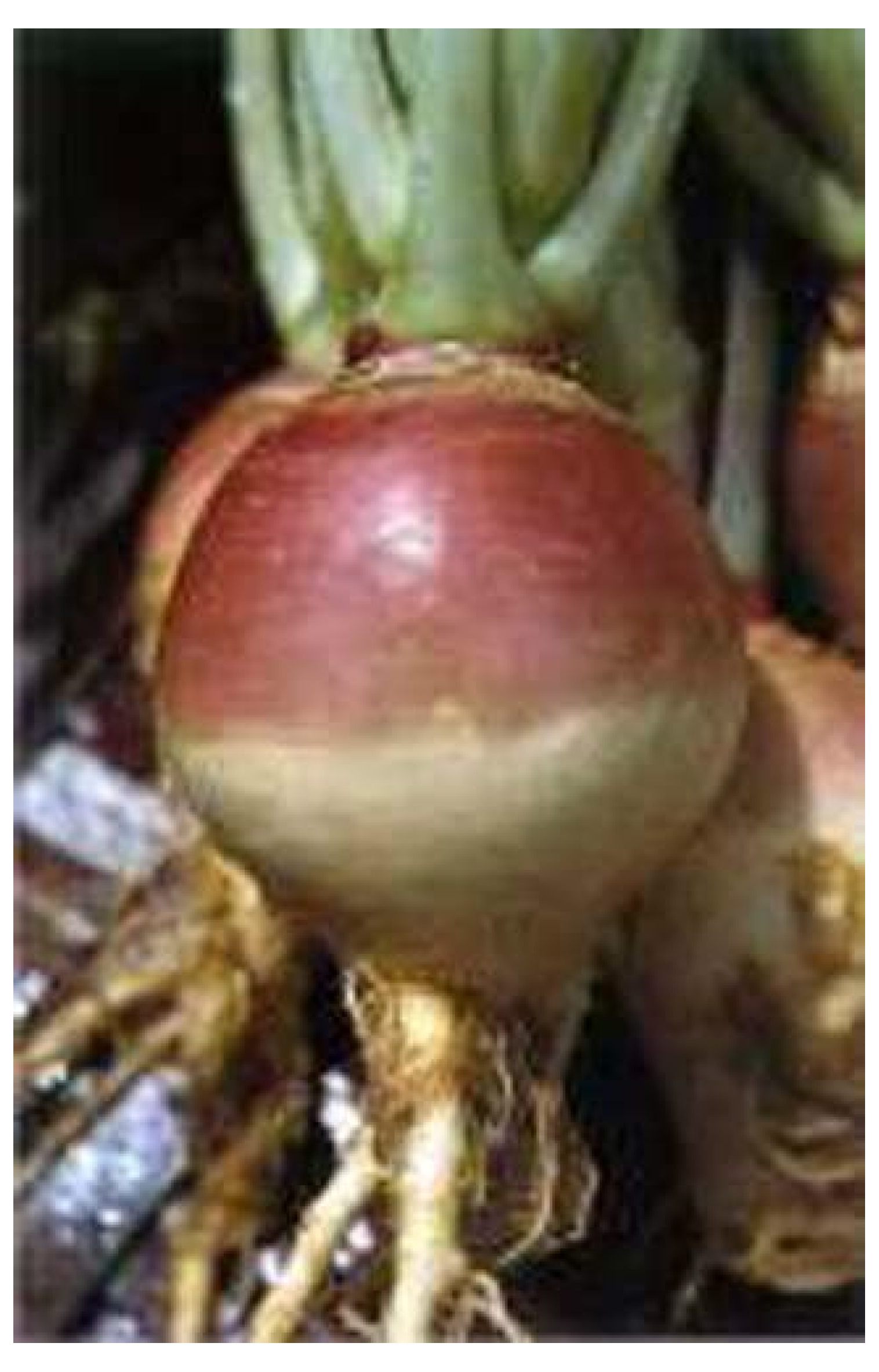 Rutabaga American Purple Top Great Heirloom Vegetable by KITYDALK Bulk ...