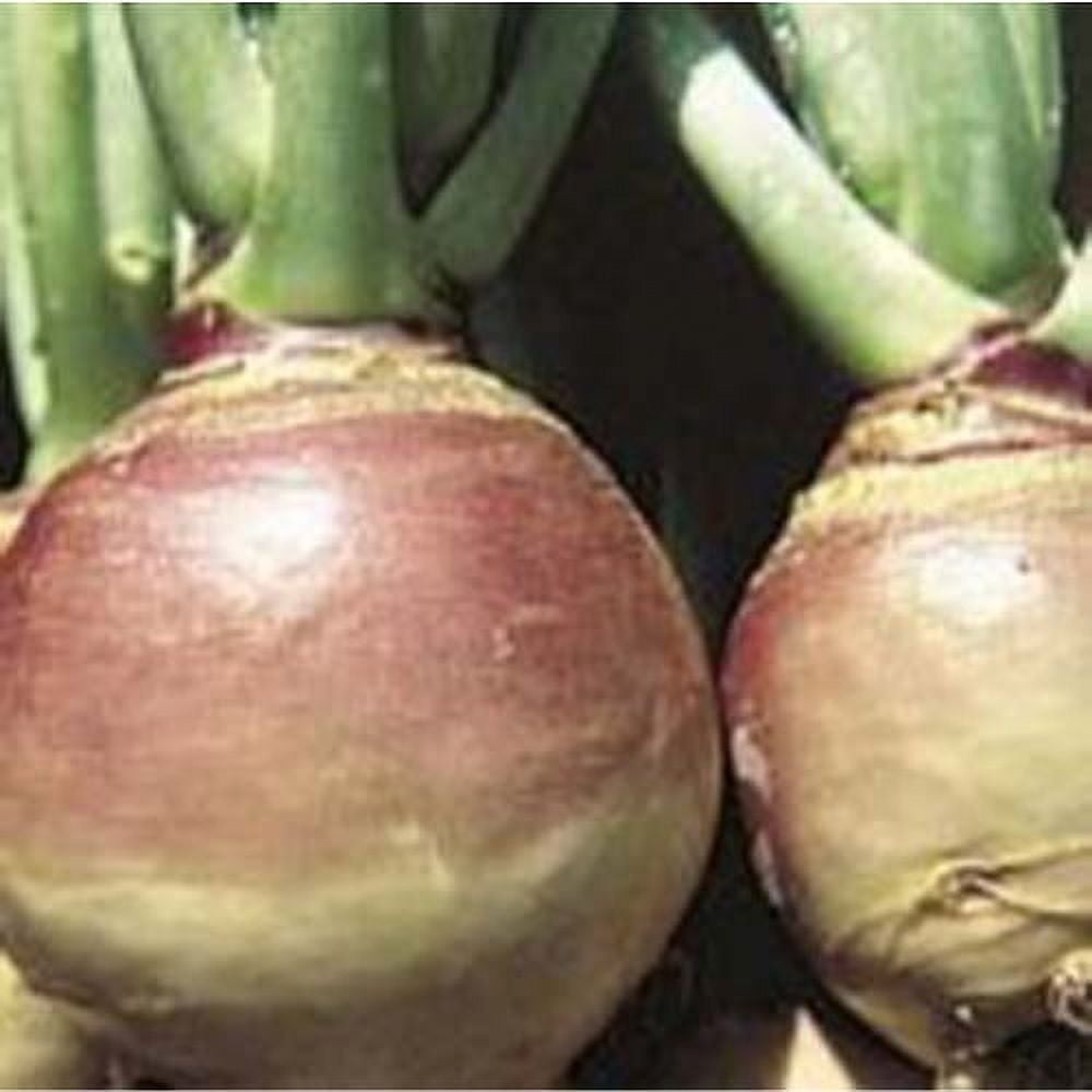 Rutabaga American Purple Top Great Heirloom Vegetable by Seed Kingdom ...