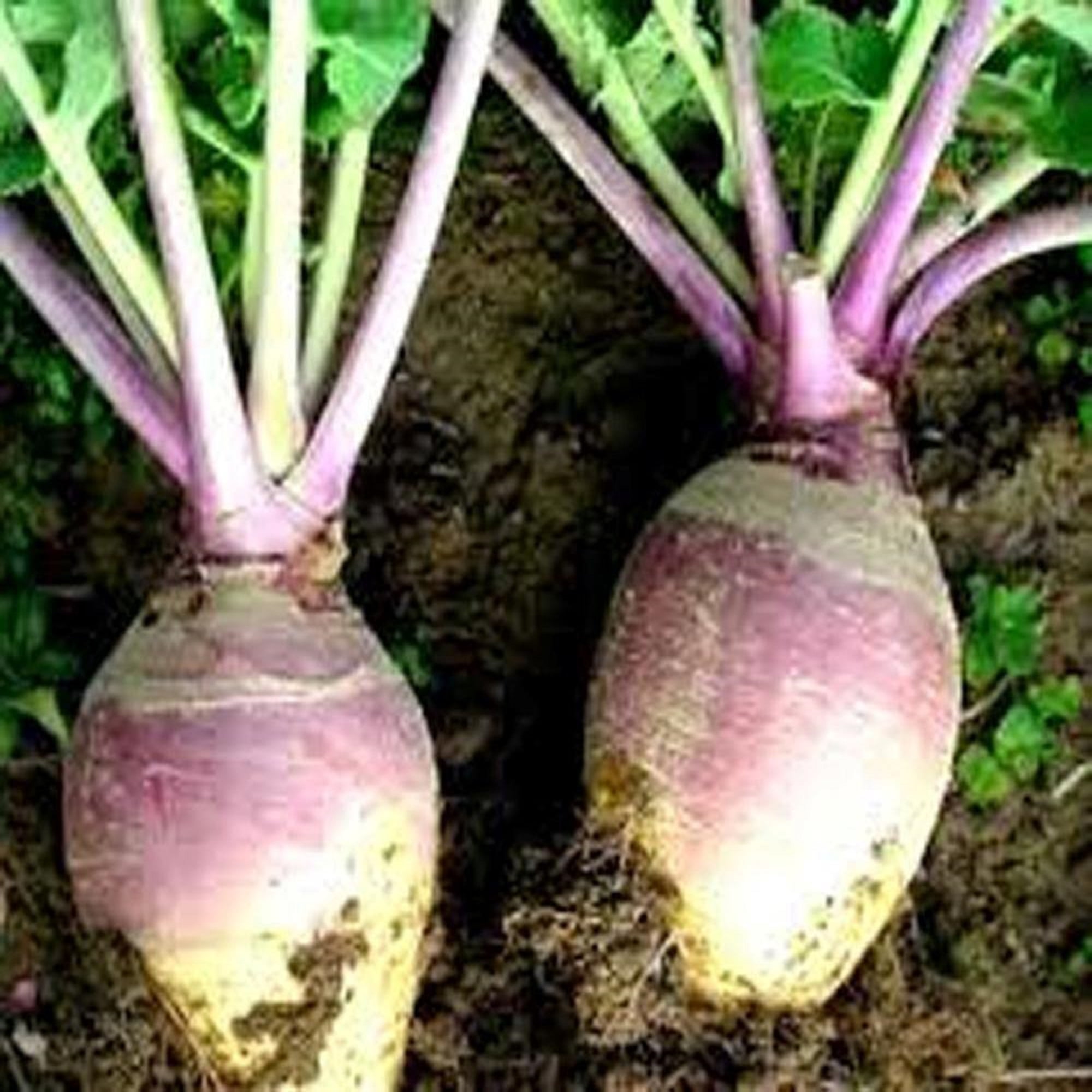 Rutabaga, American Purple Top Rutabaga Seeds, Heirloom, Non GMO, 100 ...