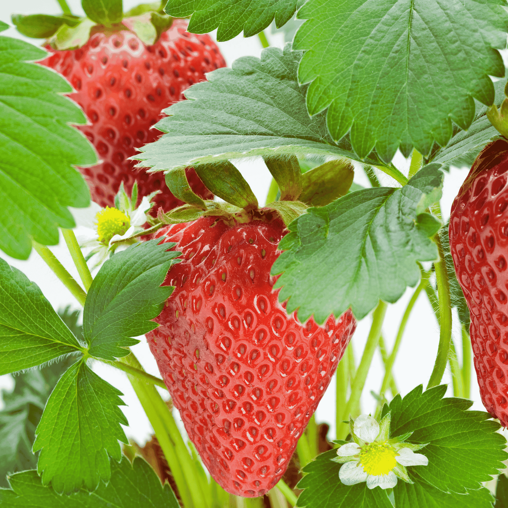 Rutgers D'light Strawberry Roots – Bare Root Plants | Ever-Bearing Variety | Sweet, Juicy, and ...