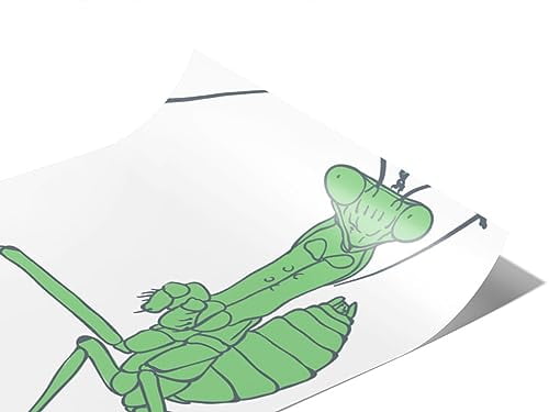 Rwraps Praying Mantis Pastel Fighters Matte Vinyl Film Wrap 59in x 12ft ...