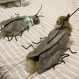 Cats Cockroach Costume DIY Kit - Transform Your Cats into a Hilarious ...