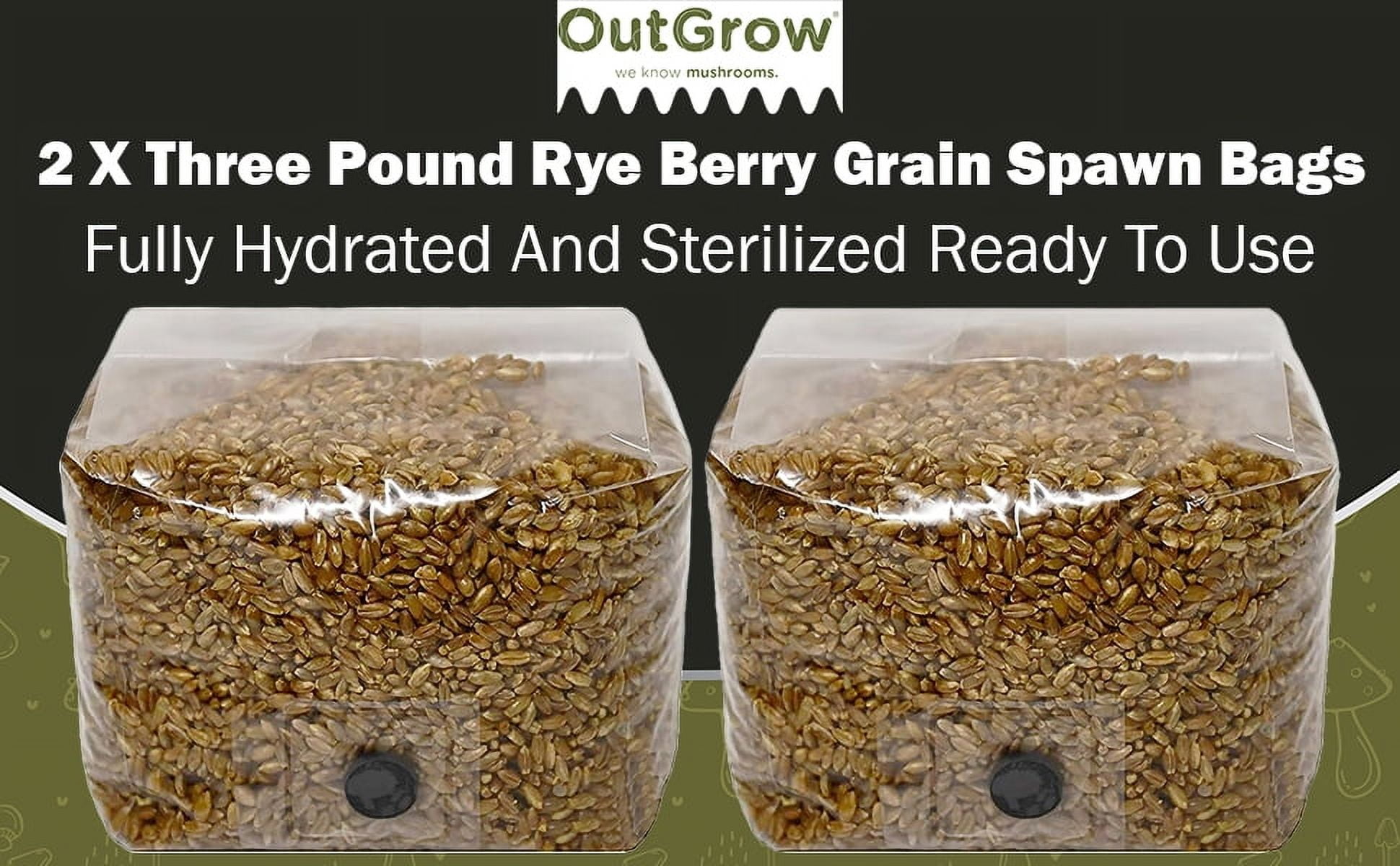 Rye Berry Grain Spawn Bags | 2-Pack of 3 Pound Bags | Ready for ...