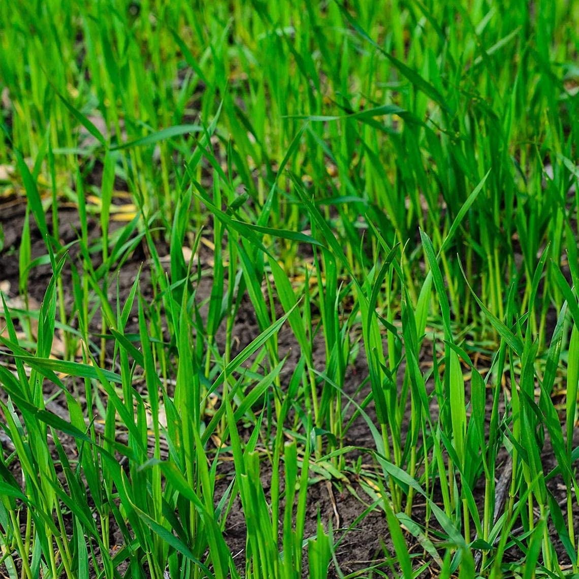 CZ Grain 10lb High Germination Rate Ryegrass Plant Seeds - Walmart.com