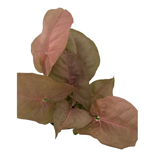 SALE - Neon Pink Robusta Arrowhead Plant - Syngonium/Nepthytis - 4" Pot ...