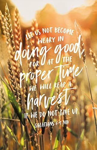 SALT & LIGHT Let Us Not Become Weary Church Bulletins, 8 1/2 x 11 ...