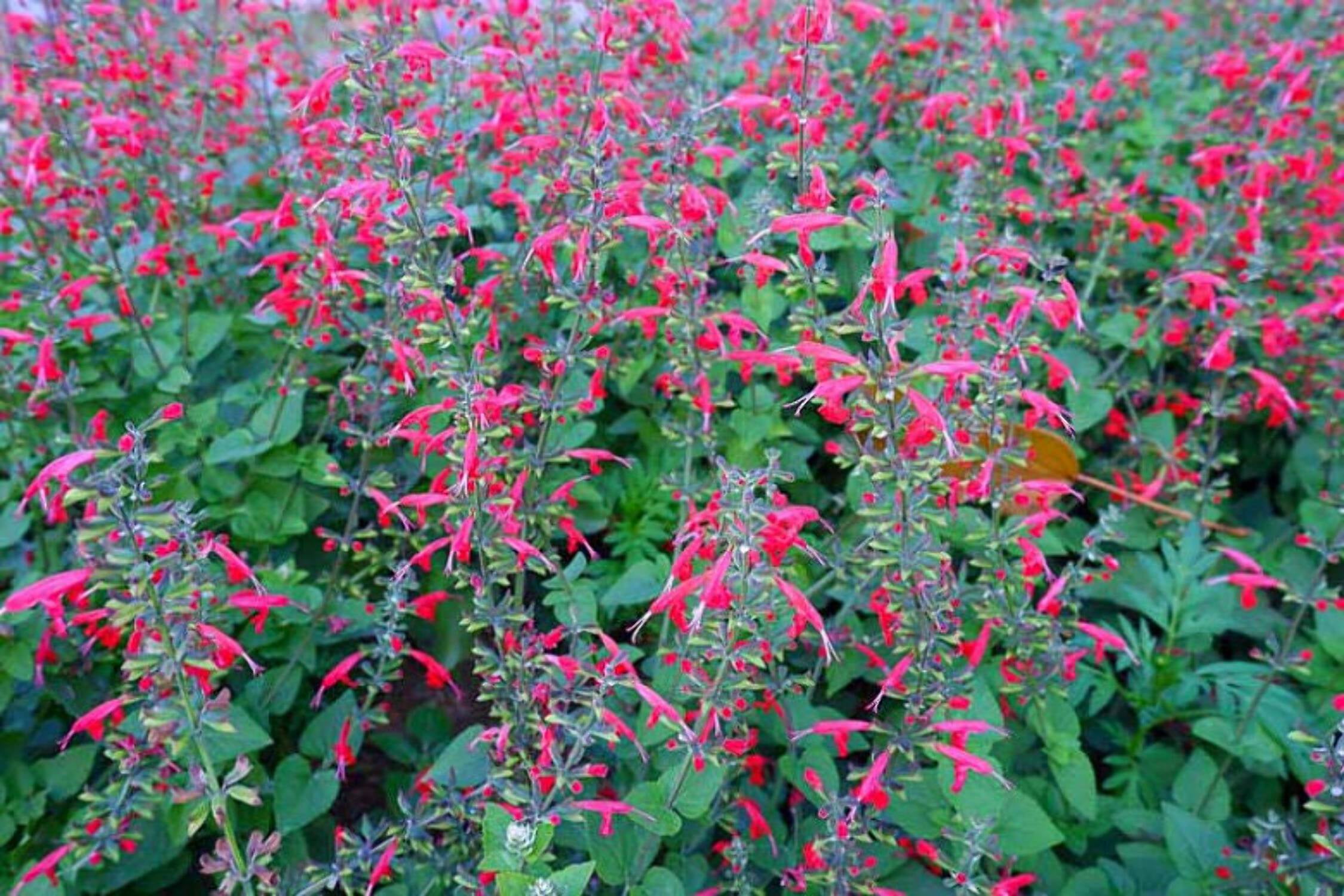 SALVIA Roemeriana 'Arriba' (Hot Trumpets, Prairie Fire, Red Dwarf) - 25 ...