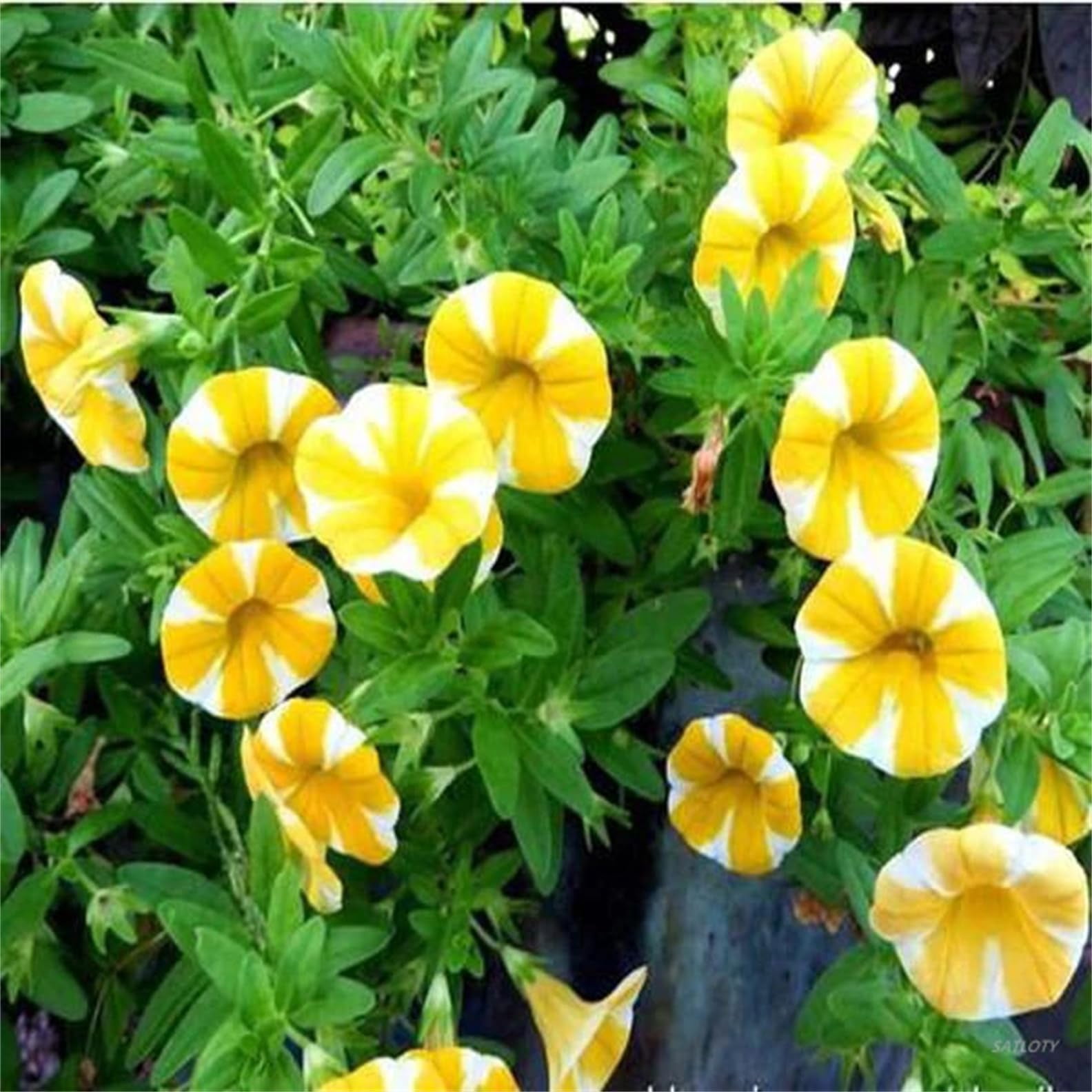 SATLOTY Garden Plants Flower Seeds 2000+ MVR1 Yellow Scarce Rare ...