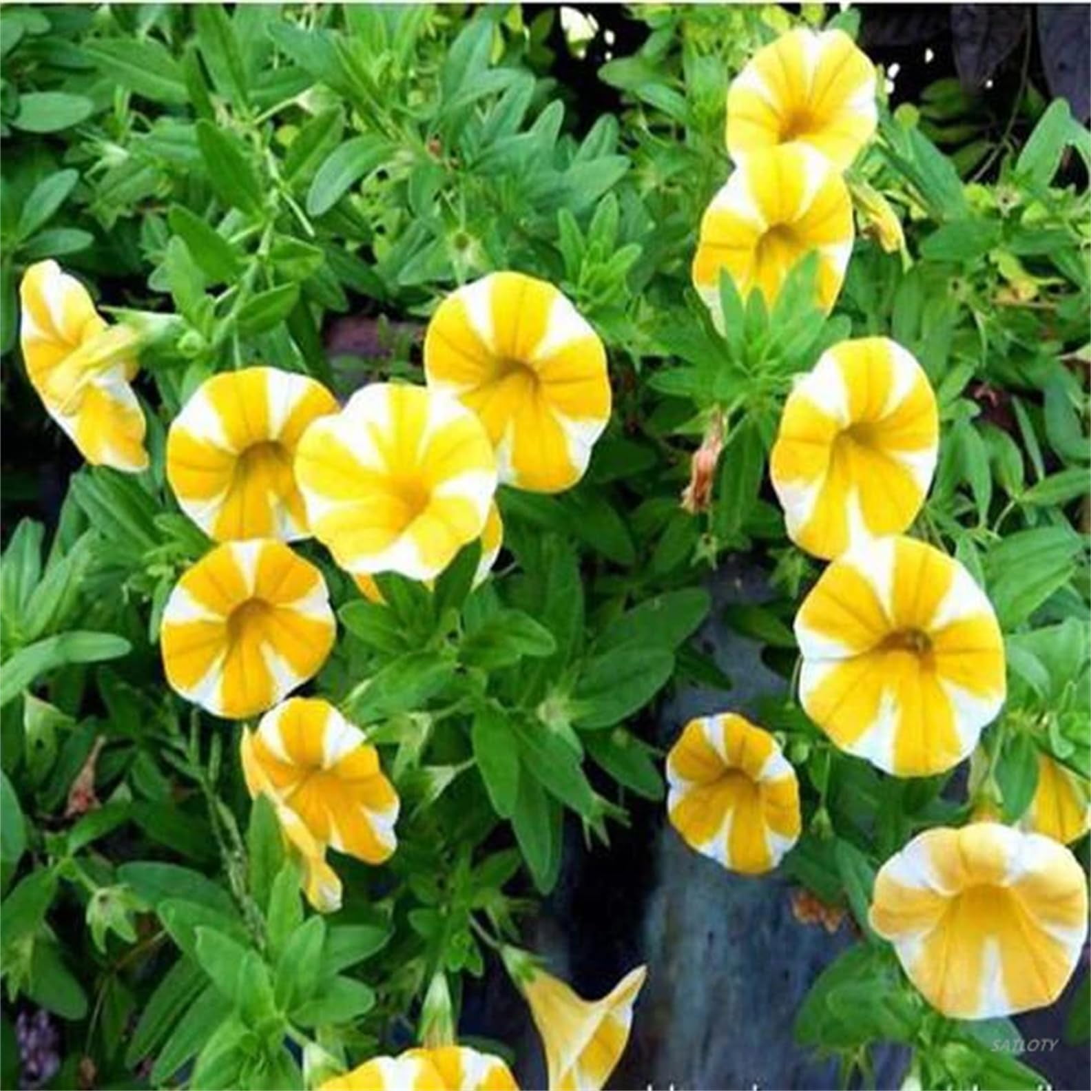 SATLOTY Garden Plants Flower Seeds 2000+ Yellow MHD1Scarce Rare Phantom ...