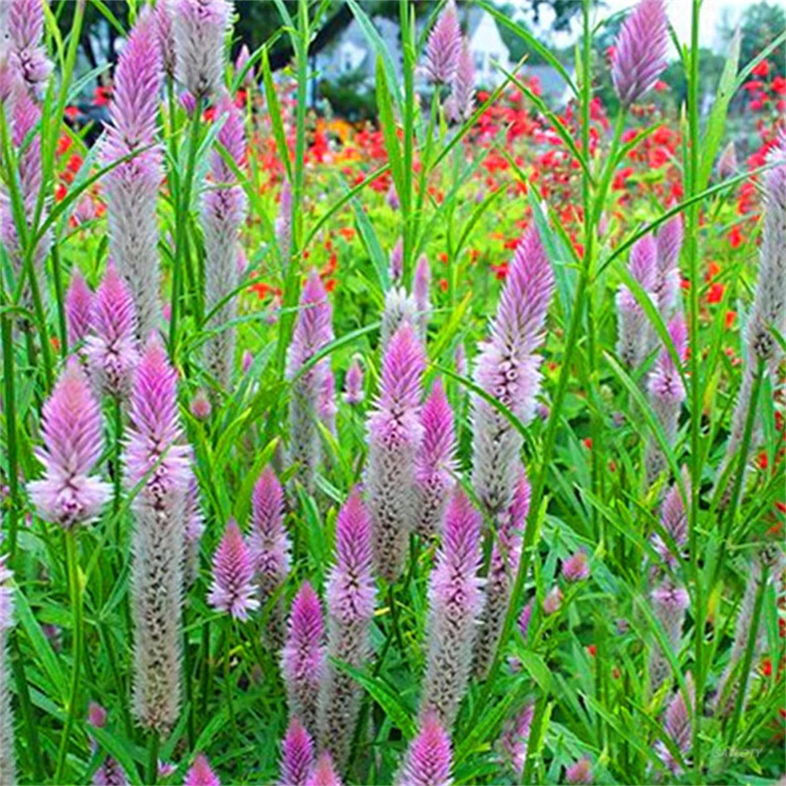 SATLOTY Garden Plants Flower Seeds 300+ MVR1 Flamingo Feather Celosia ...