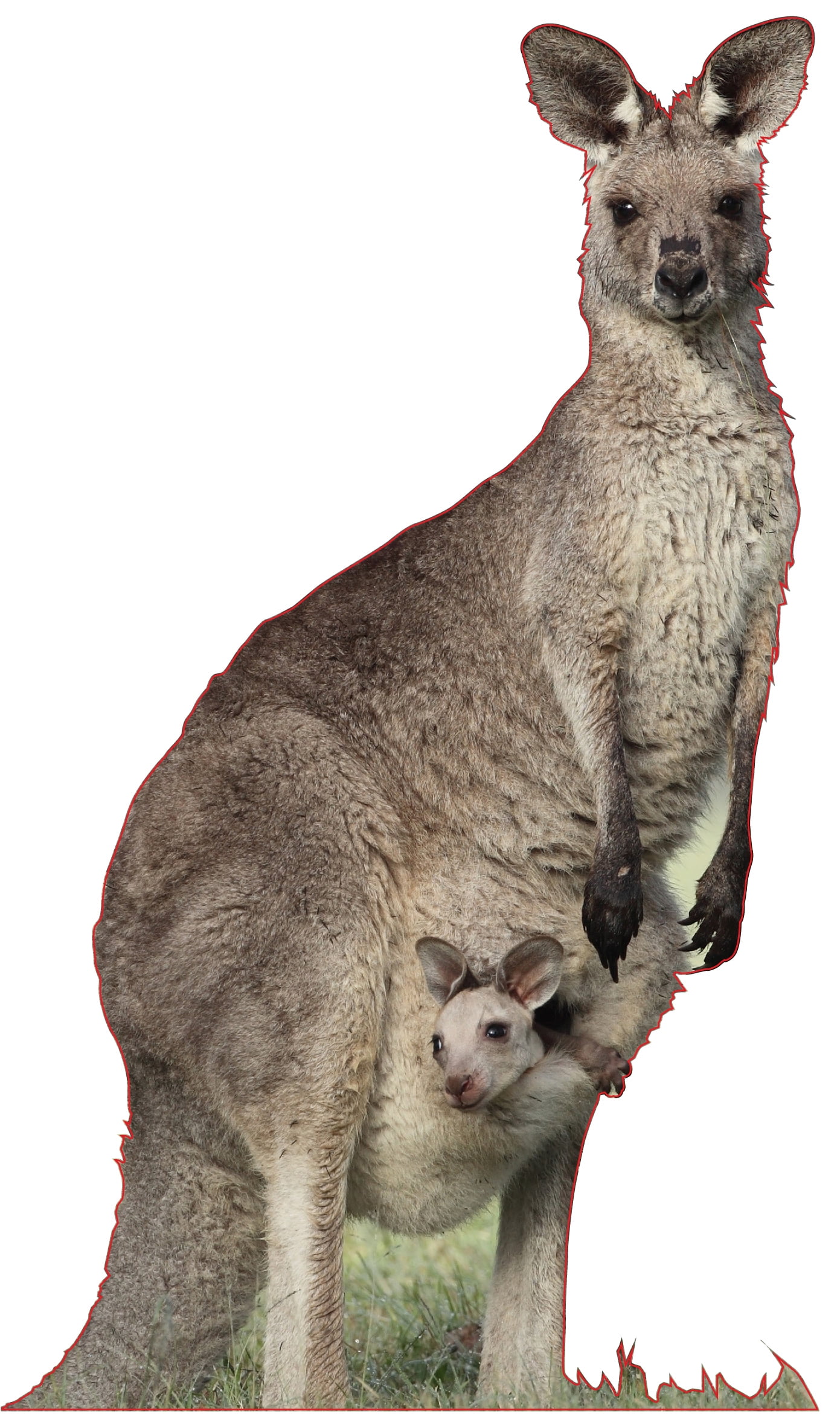 SC2178 Kangaroo and Joey Cardboard Cutout - Walmart.com