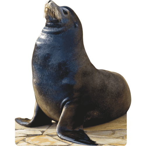 SC2562 Sea Lion Cardboard Cutout Standee Standup - Walmart.com