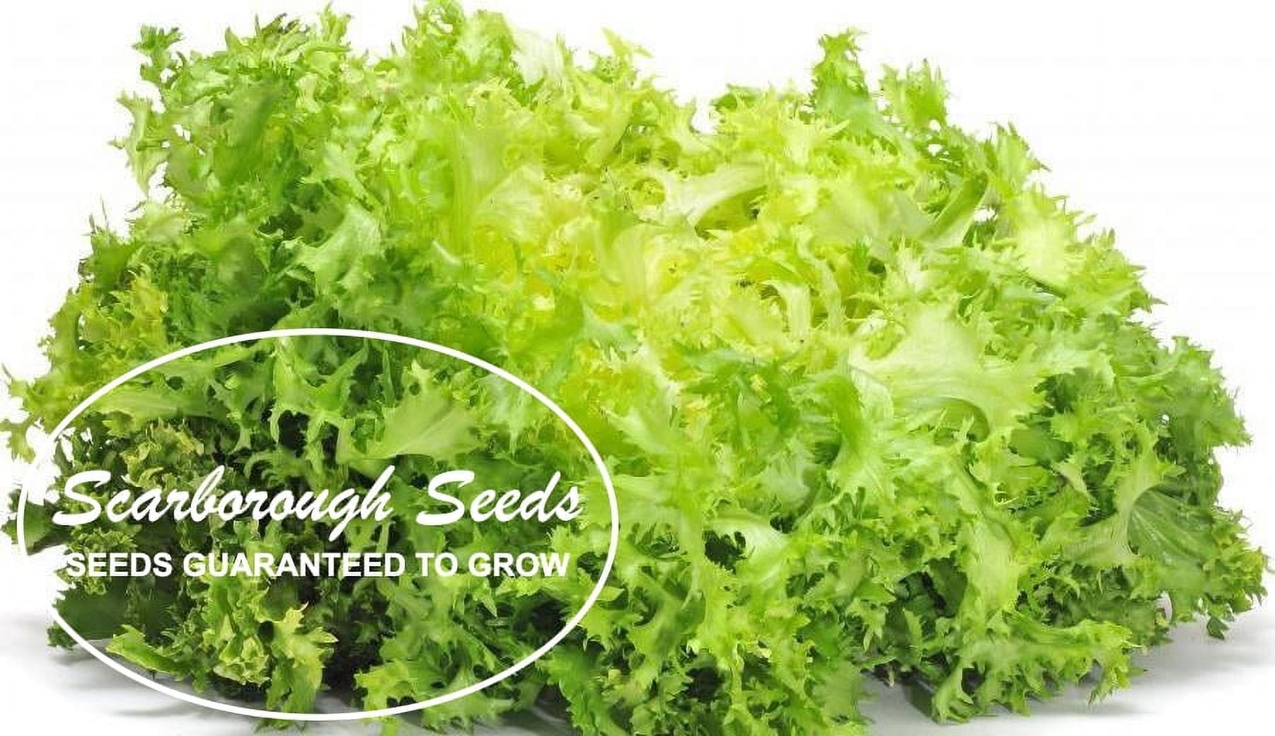 SCARBOROUGH SEED Endive Green Curled Ruffec 1000 Seeds Heirloom Non-GMO ...