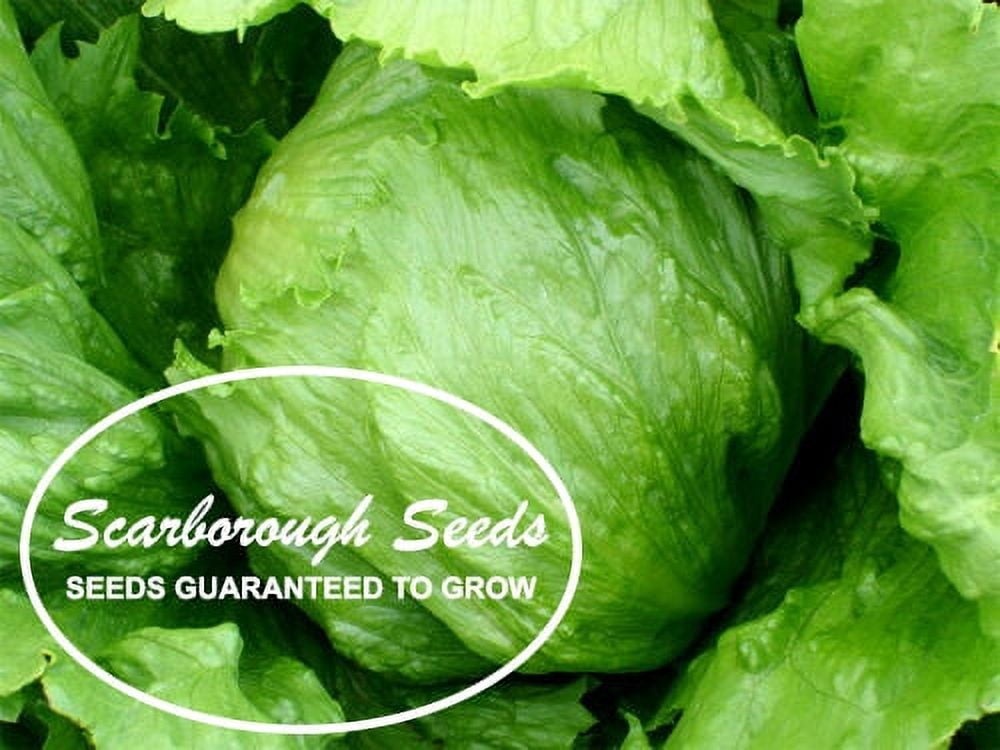 Scarborough Seeds Iceberg Lettuce, 1000 Seeds - Walmart.com