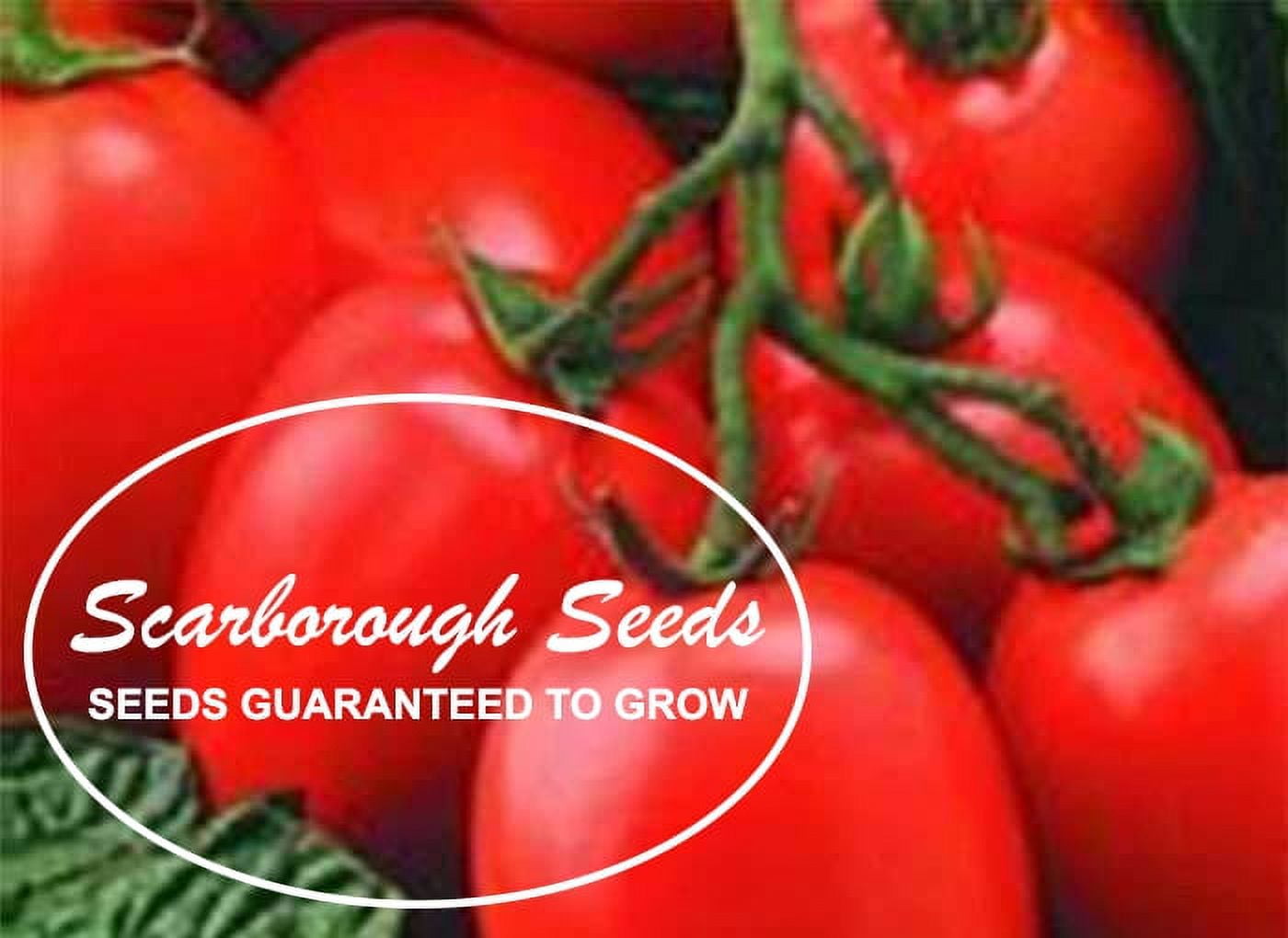 SCARBOROUGH SEEDS ORGANIC ROMA TOMATO 100 SEEDS HEIRLOOM NON-GMO OPEN ...