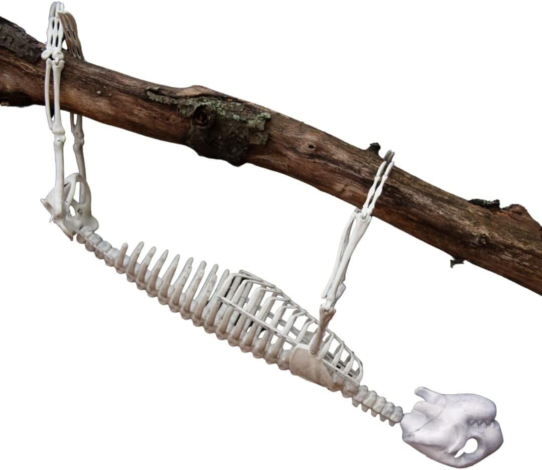 2 Ft Long Halloween Sloth Skeleton with Straps and Movable Joints ...