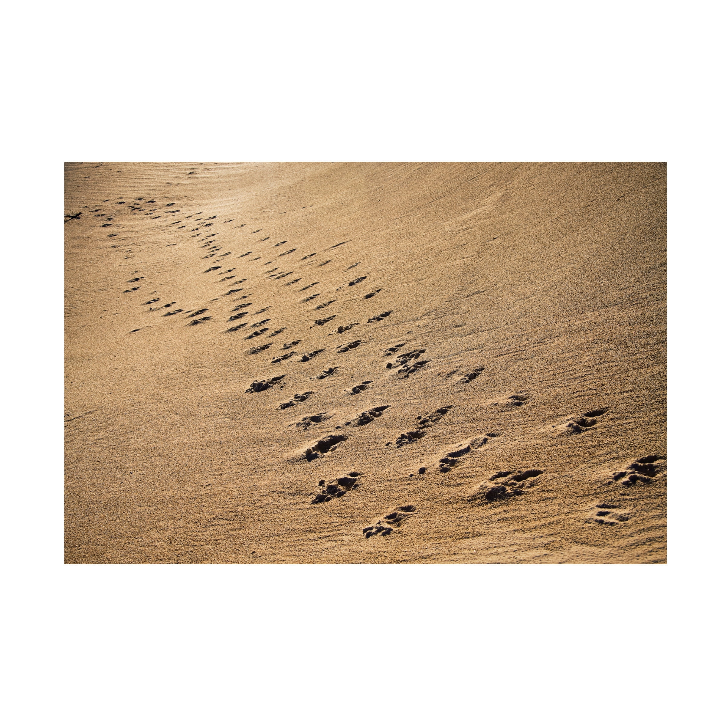 SD Smart 'Crossing Paths' Canvas Art - Walmart.com