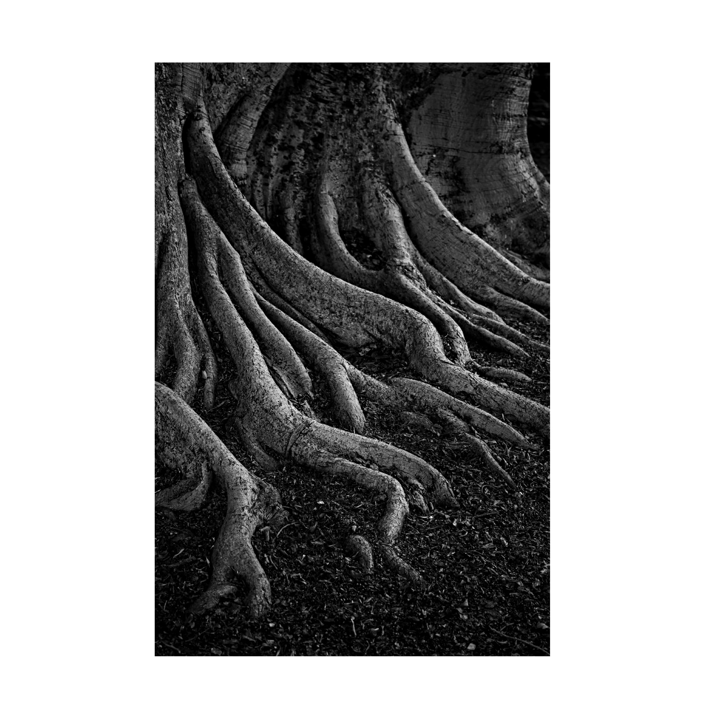 SD Smart 'Entrenched' Canvas Art - Walmart.com