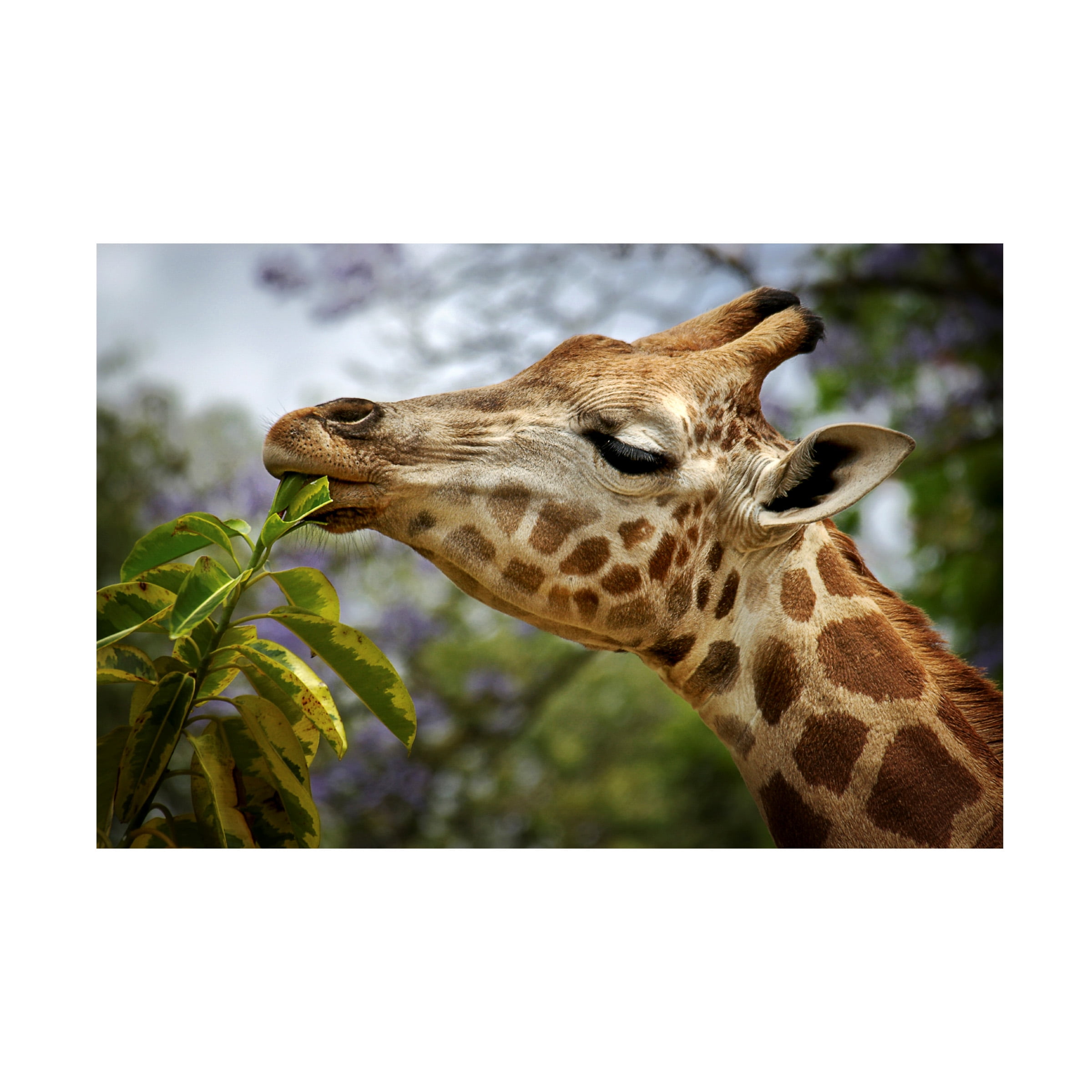 SD Smart 'Giraffe' Canvas Art - Walmart.com