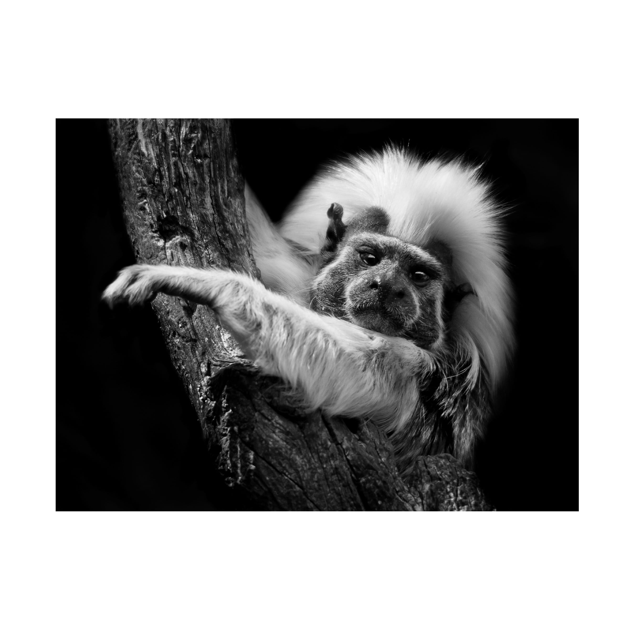 SD Smart 'Tamarin' Canvas Art - Walmart.com