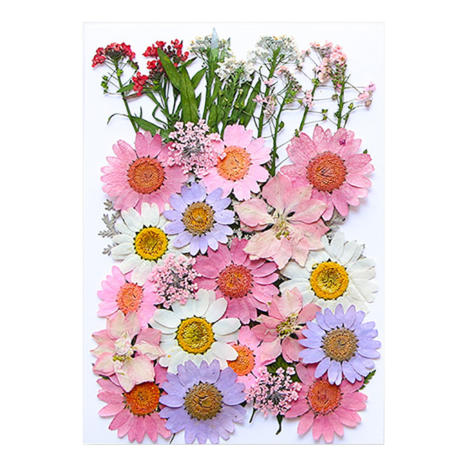 SDJMa 37 Pcs Dried Pressed Flowers for Resin Molds, Real Pressed ...