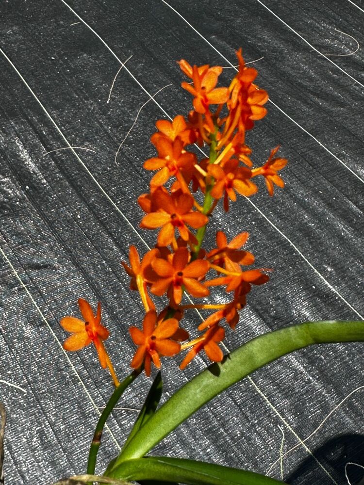 SE ASIA VANDA ORCHID SPECIES V. garayi (Ascocentrum) IN FULL BLOOM ...