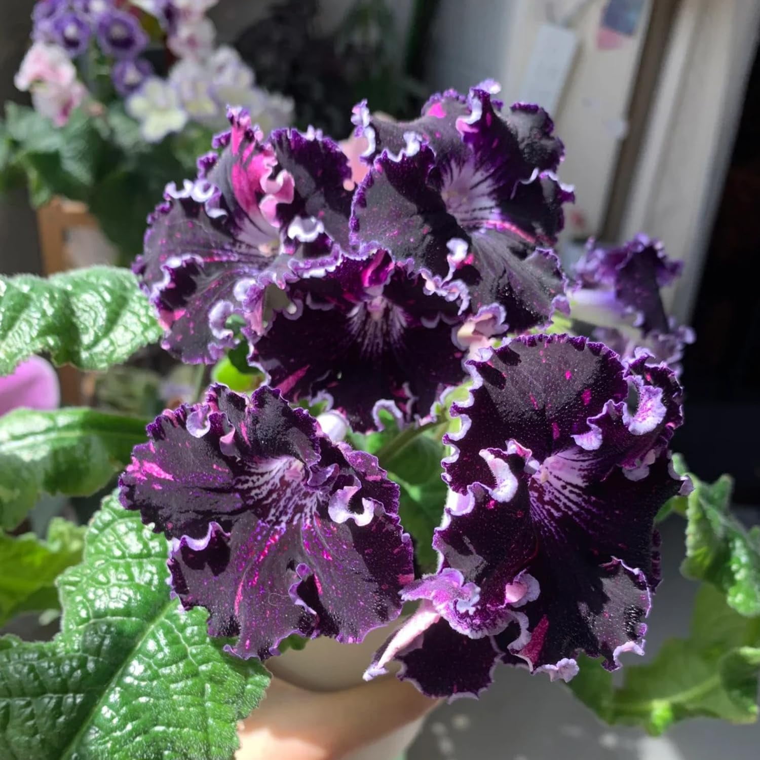 SEBIOLA African Violet TWE5 Seeds for Planting - 1000 Heirloom Non-GMO ...