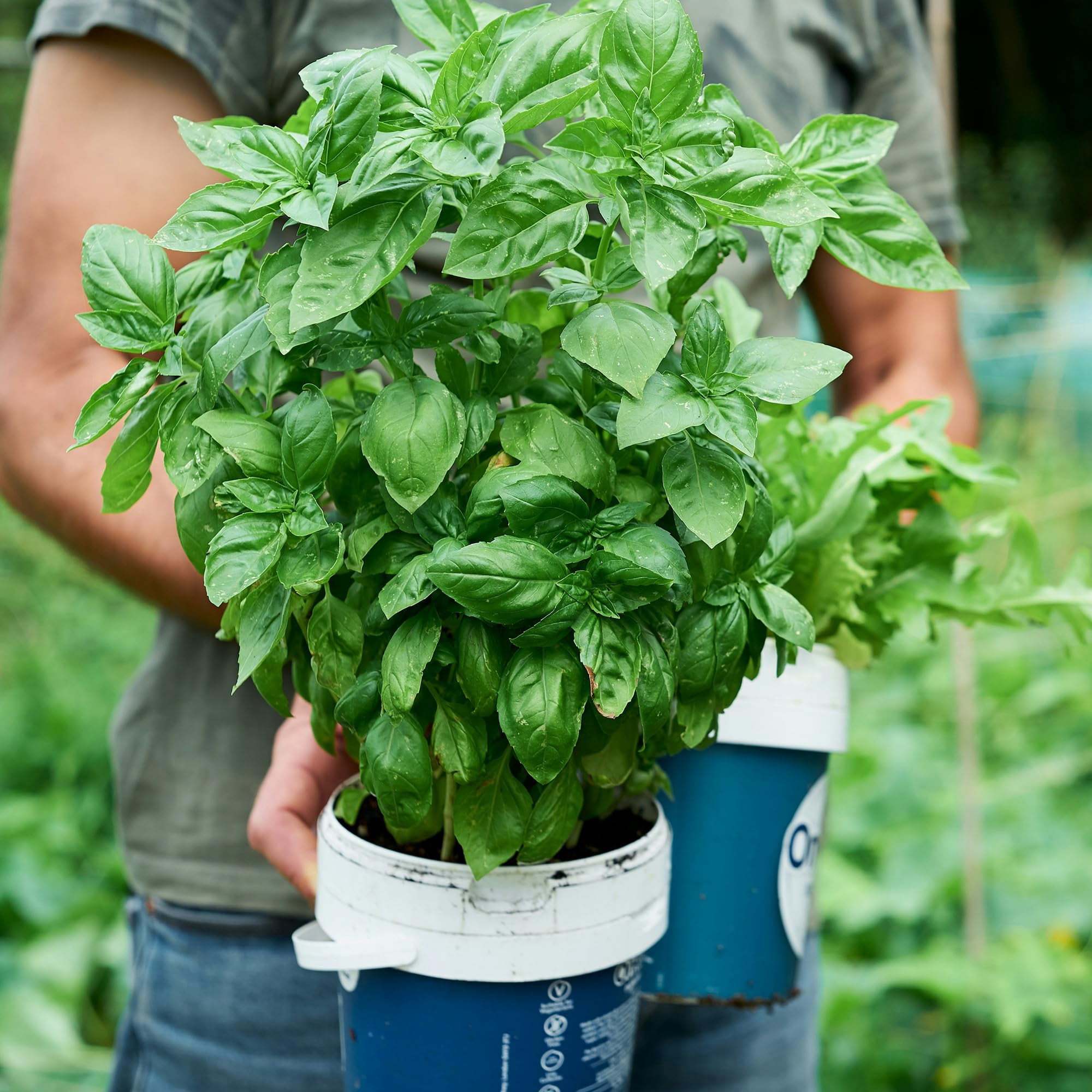 SEBIOLA Basil Seeds - 1000 Heirloom Seeds for Planting Indoors ...