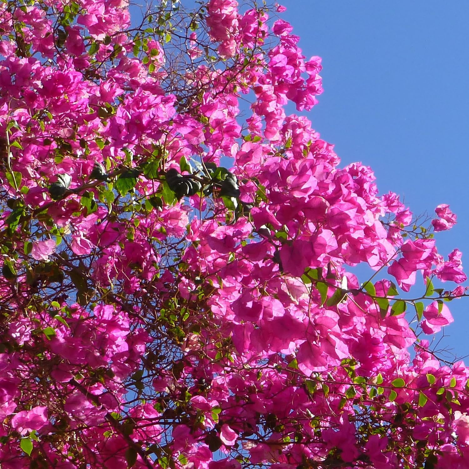SEBIOLA Bougainvillea Flower Seeds - 100 MVR1 Non-GMO Pink Blooms ...