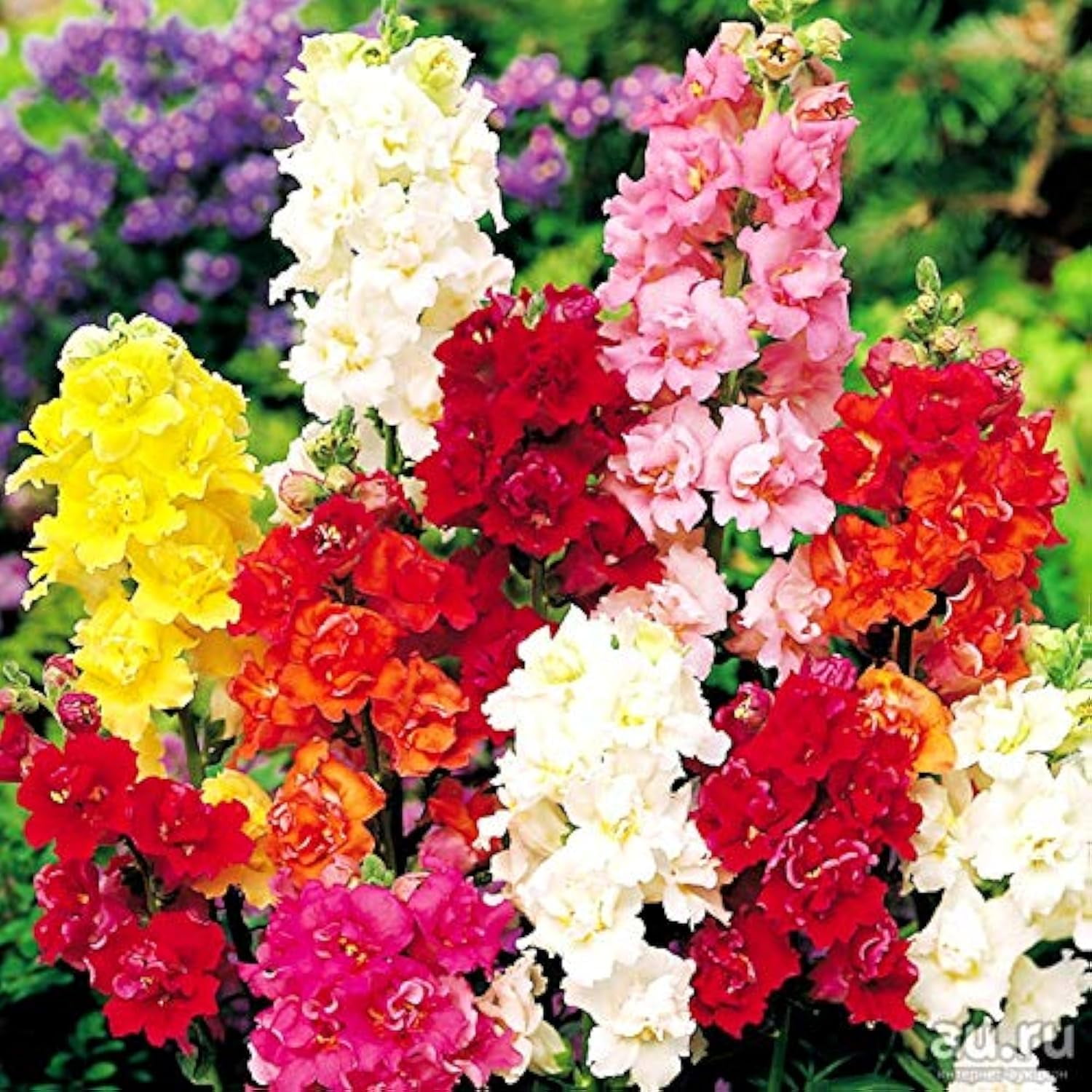 Dwarf Snapdragon Seed Mix 1000+ Seeds AFN1for Planting Indoors and ...