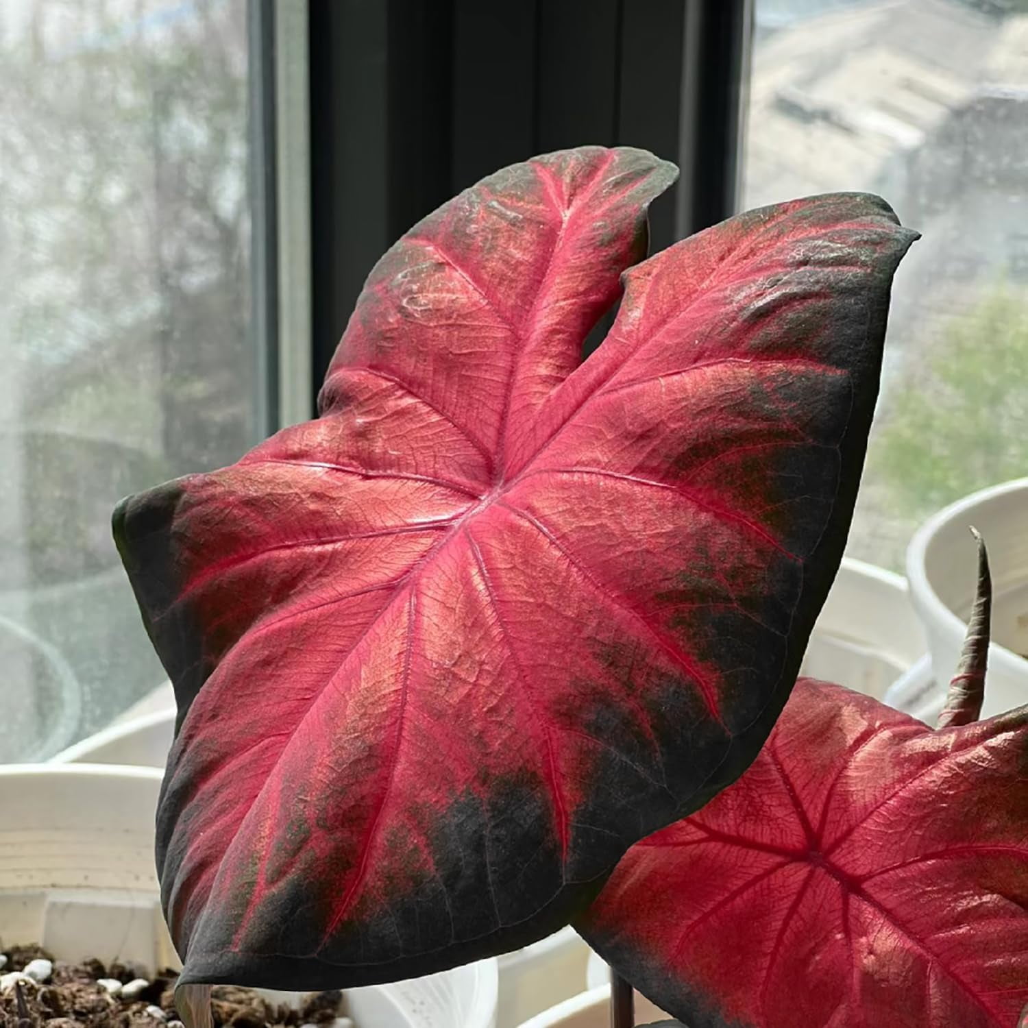 SEBIOLA Caladium Seeds TWE5 300 Count - Striking Black-Edged Red for ...