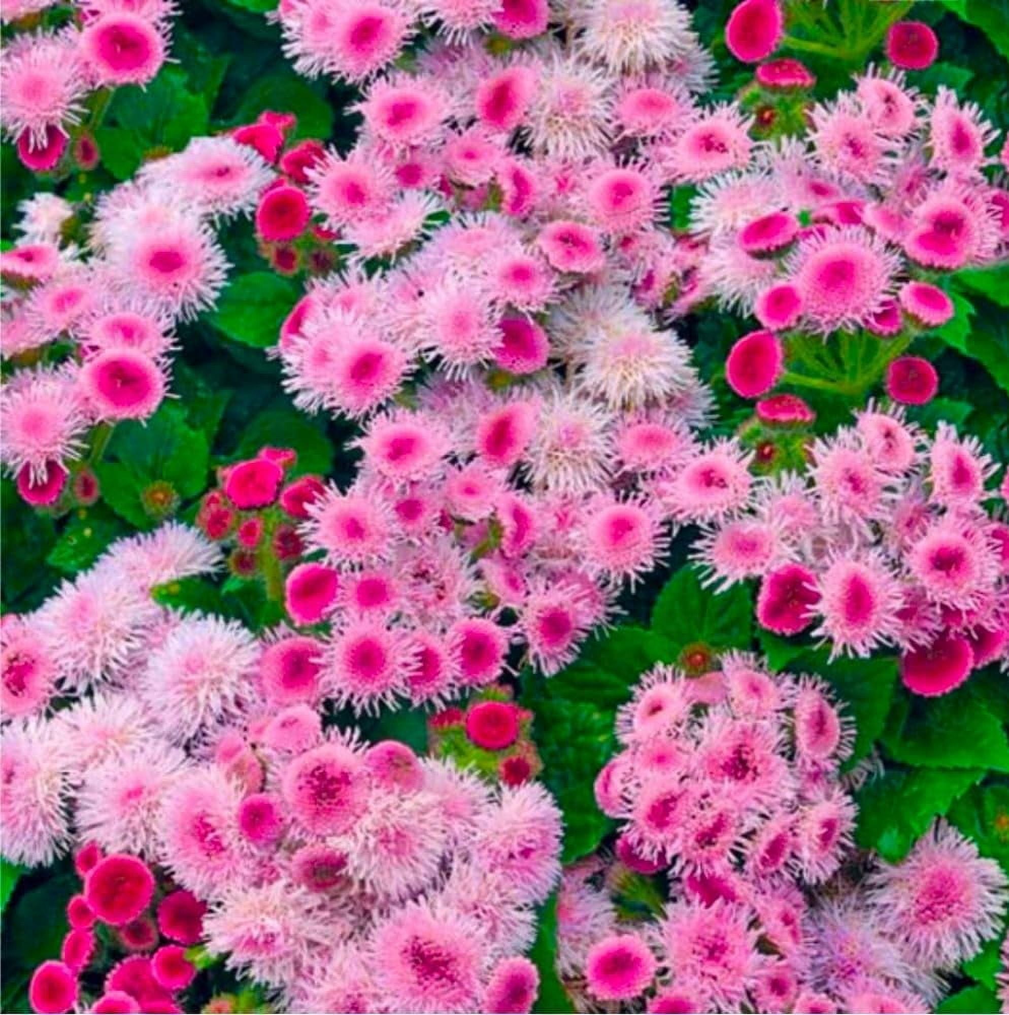 Ageratum Pink FlossUMRT Flower Seeds 400+ Seeds for Planting Non-GMO ...