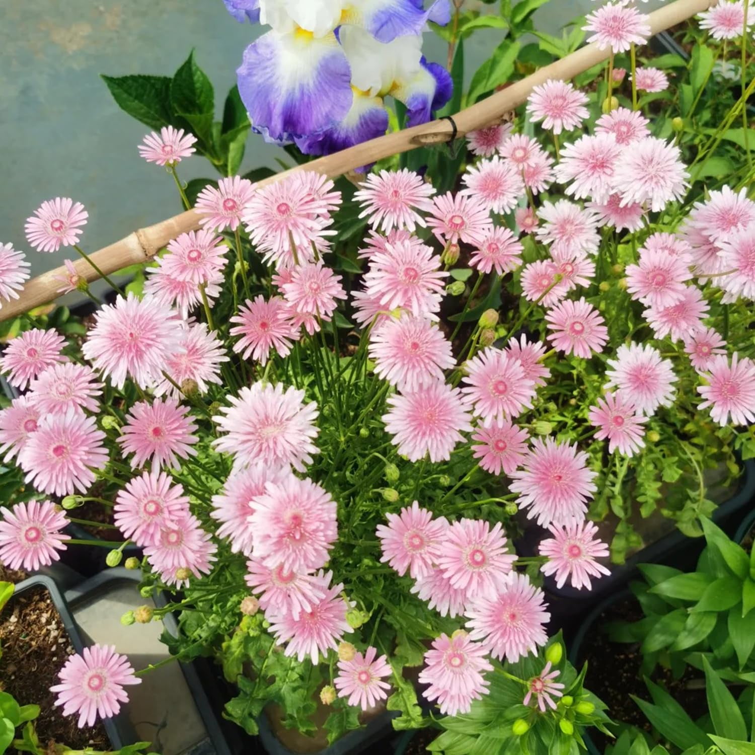 SEBIOLA Dandelion Seeds AJH3 - 1000 Mixed Pink Dandelion for Indoor ...